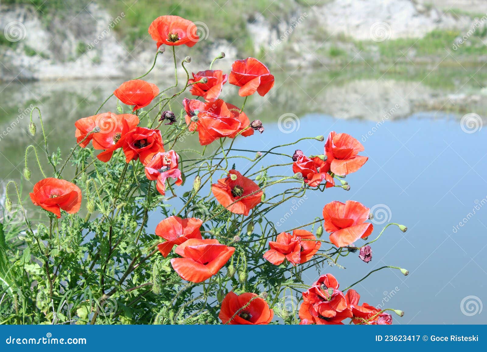Poppy Flower Spring Scene Royalty Free Stock Photography - Image: 23623417