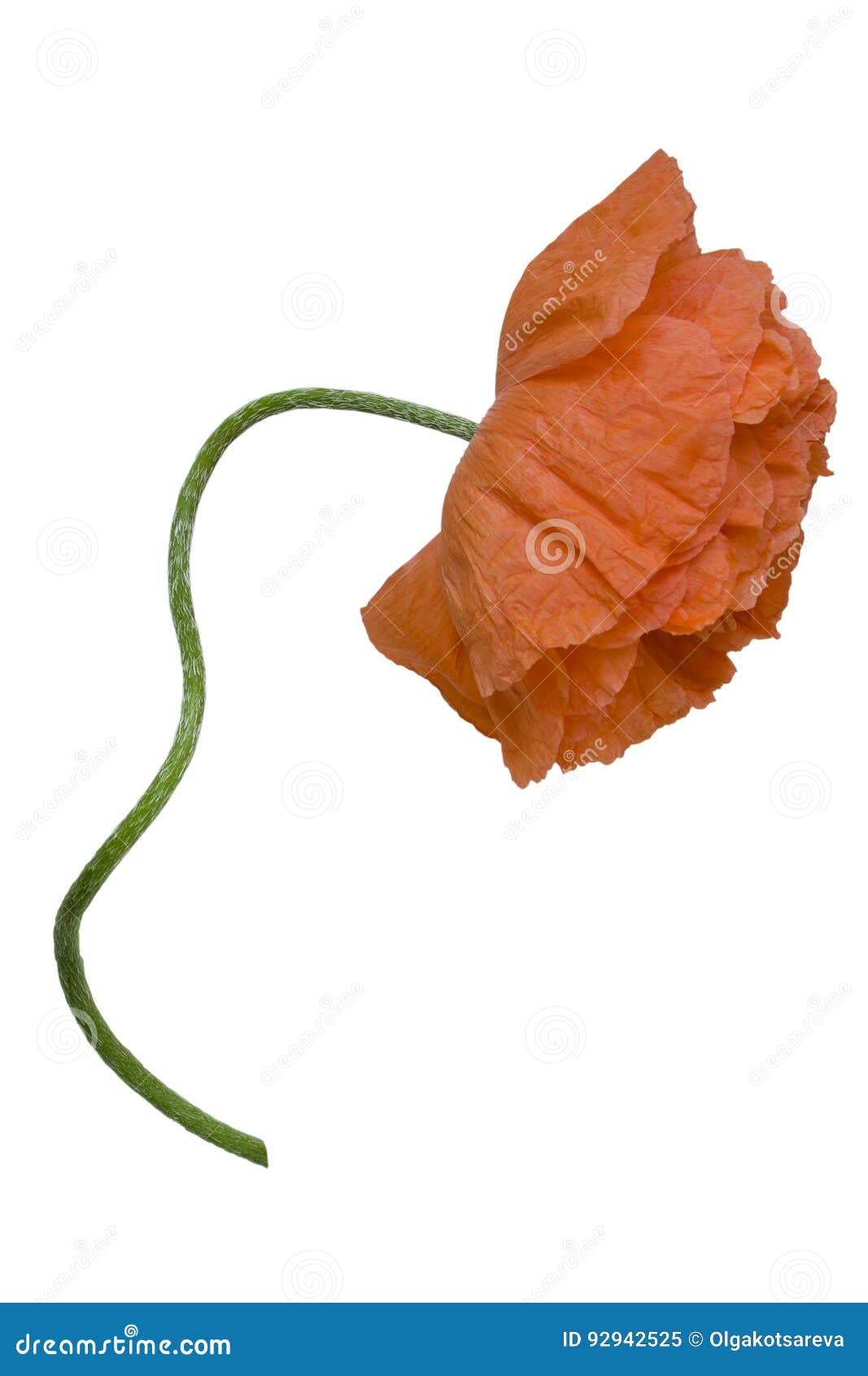 Poppy flower on the stalk stock image. Image of flower - 92942525