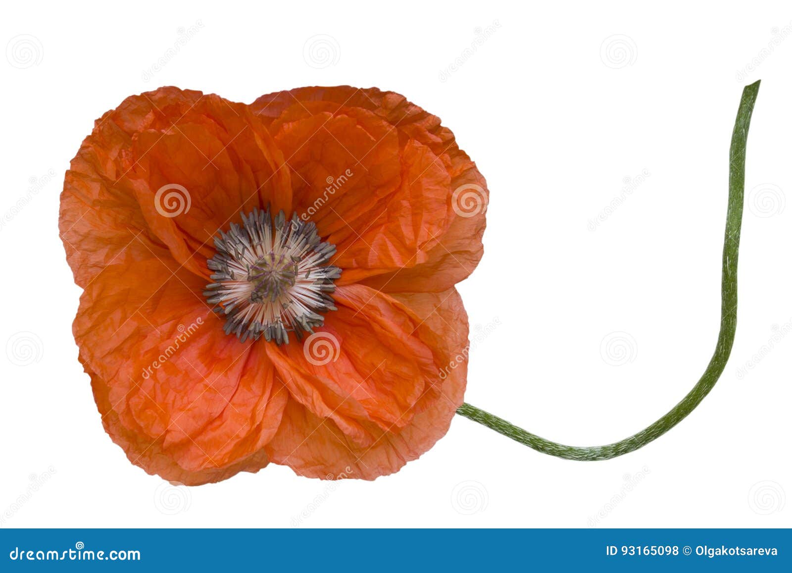 Poppy flower on the stalk stock photo. Image of ruddy - 93165098