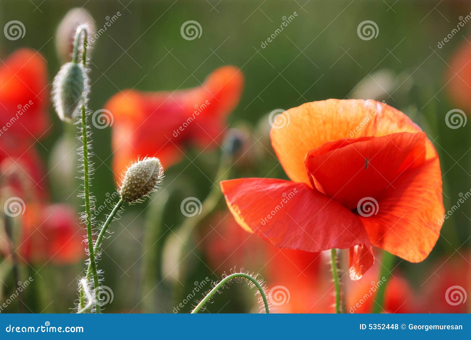 Poppy flower on the sun stock photo. Image of summer, leafs - 5352448