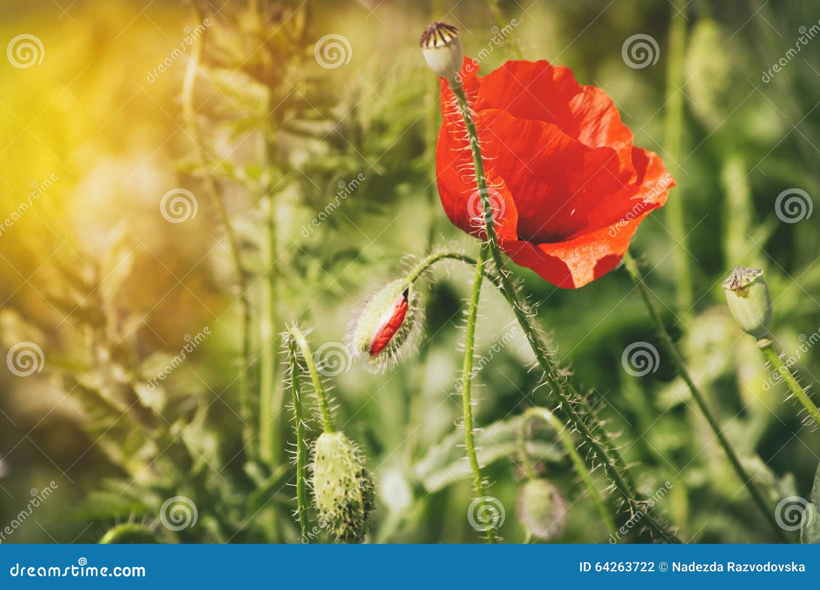 Poppy Flower with Sun stock photo. Image of blossom, nature - 64263722