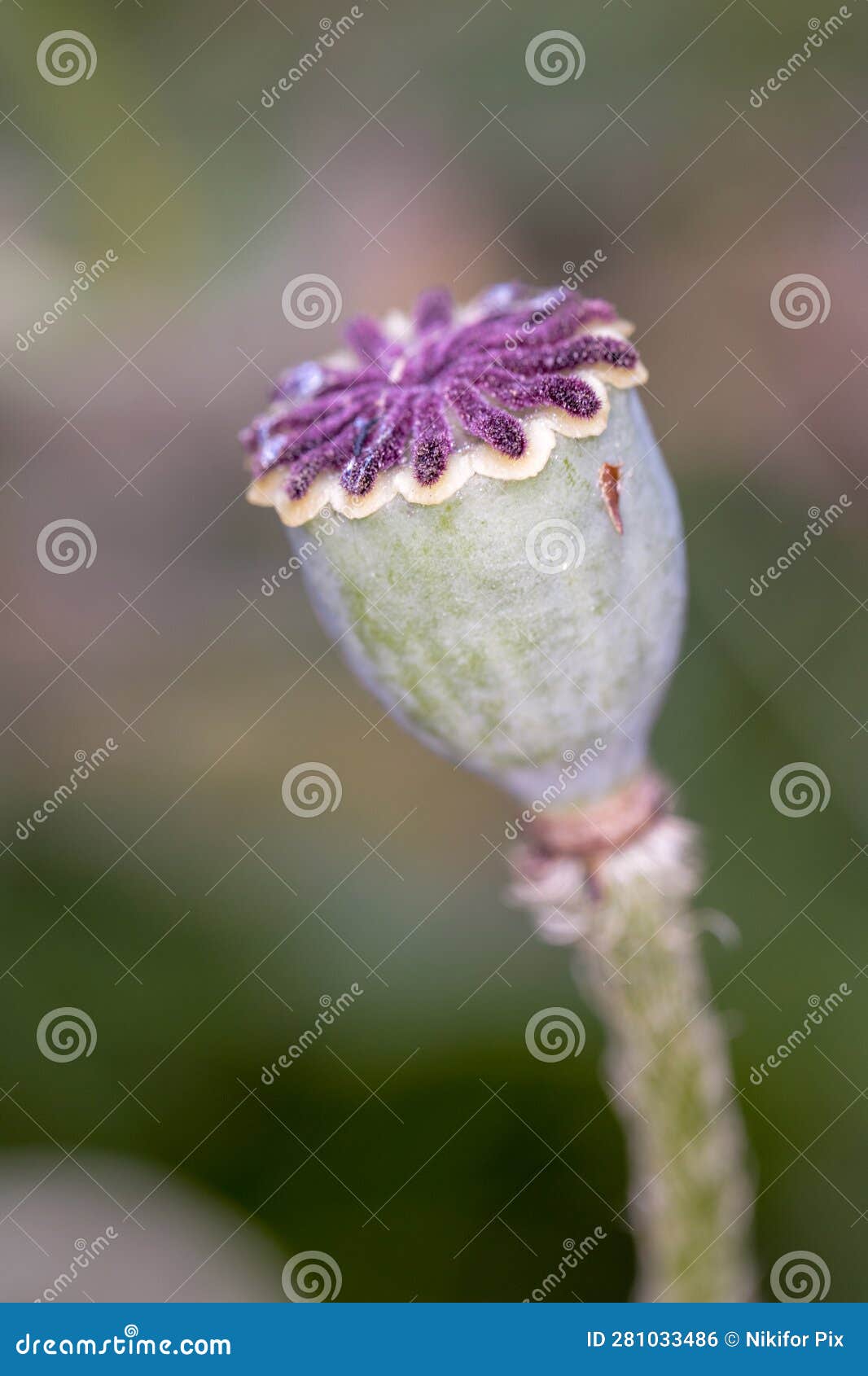 Poppy flower stock photo. Image of development, petal - 281033486