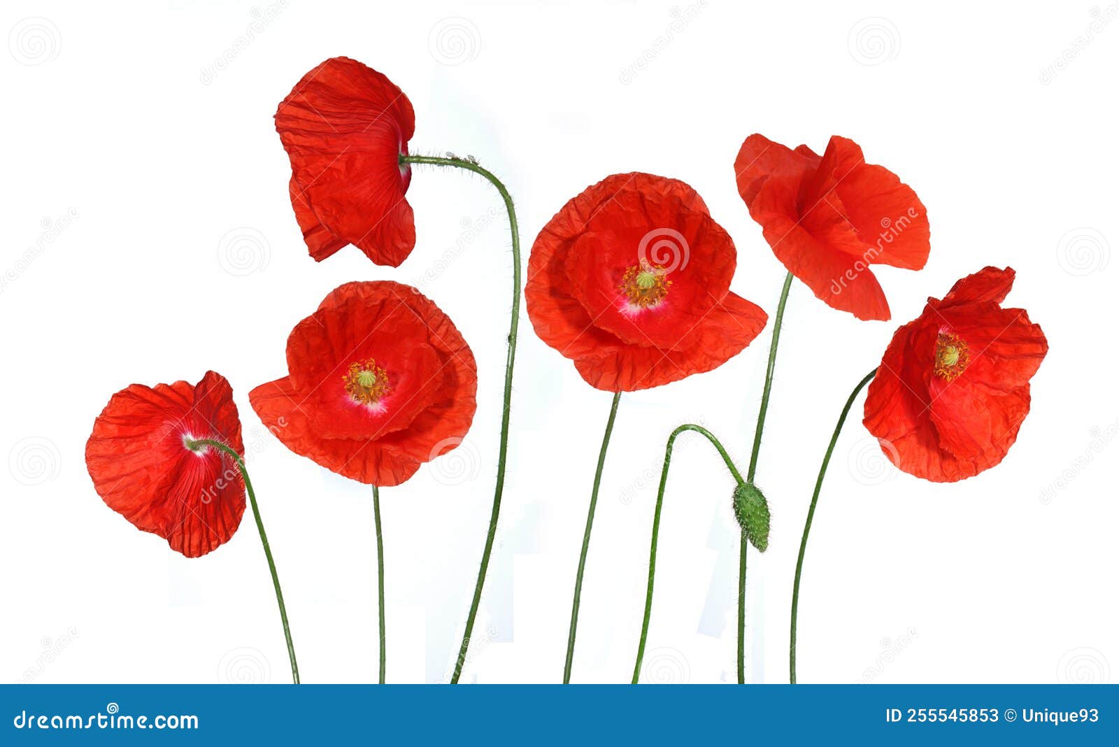 Poppy Flower on White Background Stock Image - Image of summer, floral ...