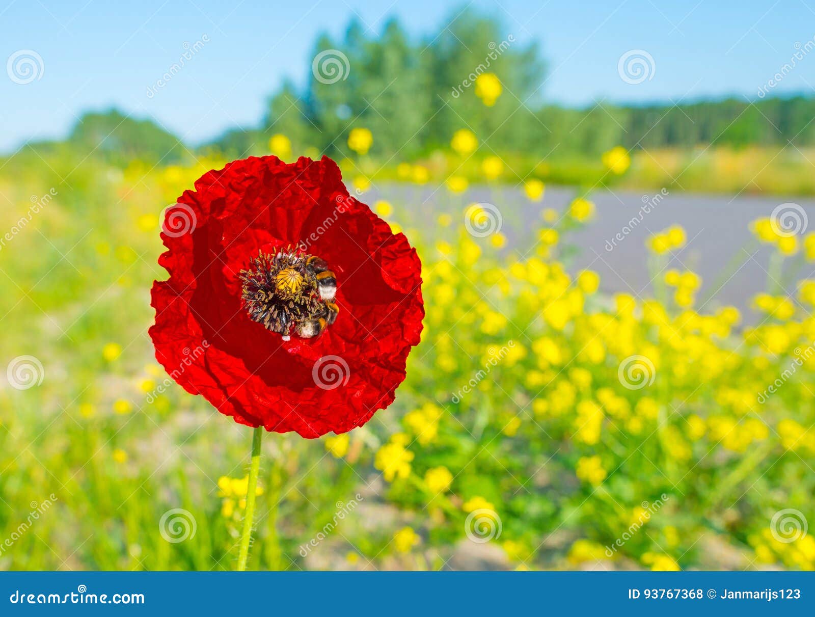 Poppy Flowering Along a Road in Spring Stock Photo - Image of rural ...