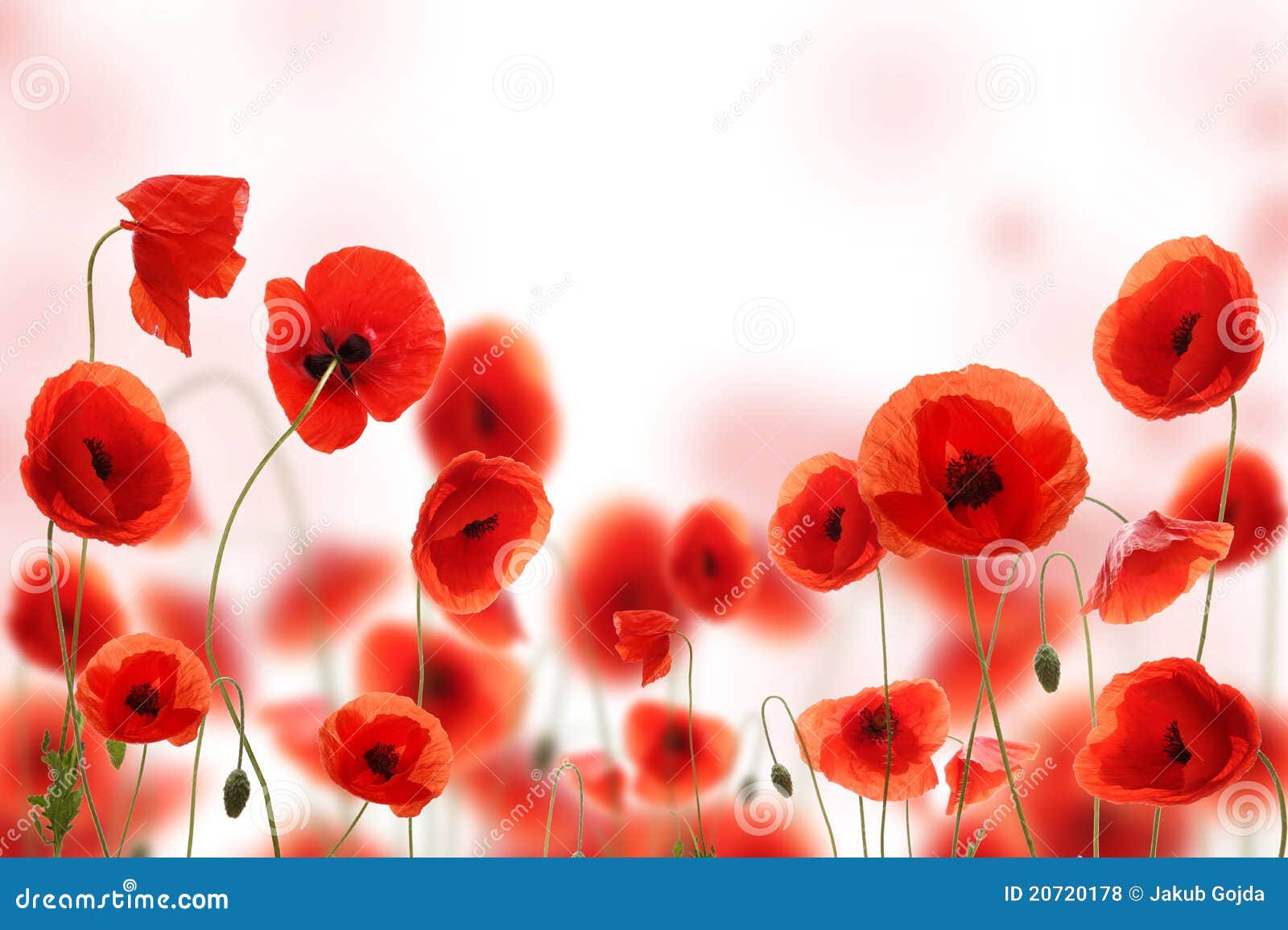 Poppy flowers stock photo. Image of bokeh, closeup, nature - 20720178