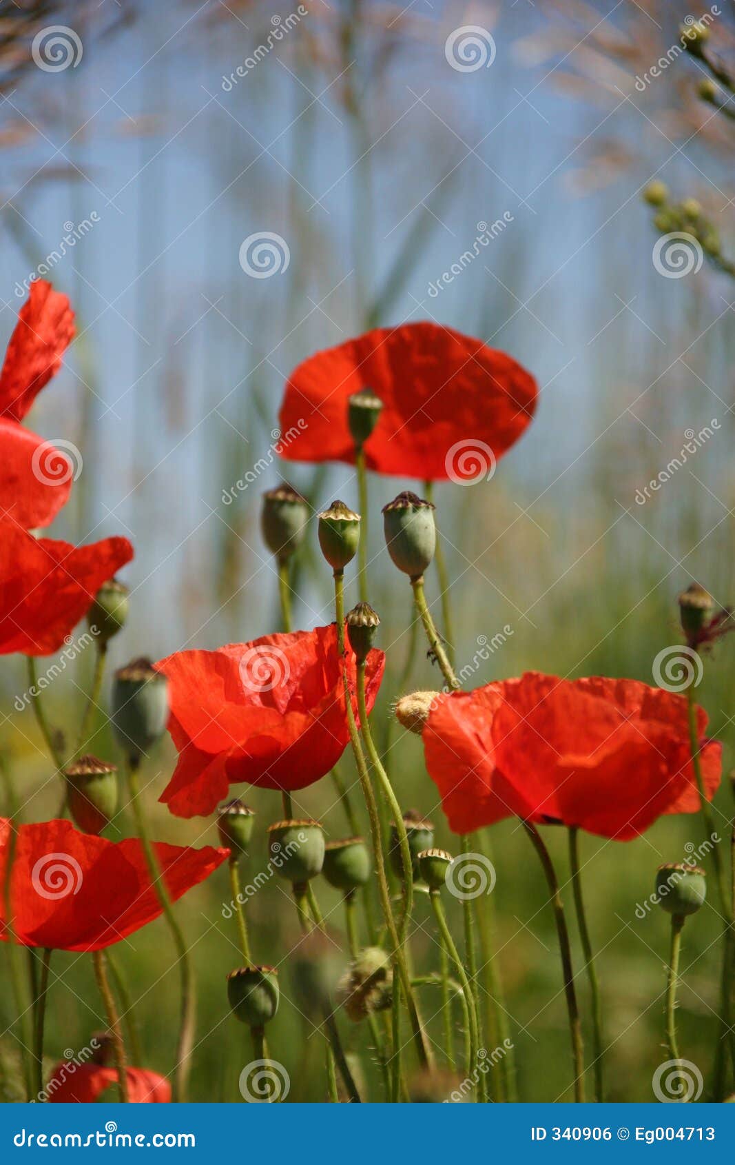 Poppy Flowers Stock Photography | CartoonDealer.com #71492042