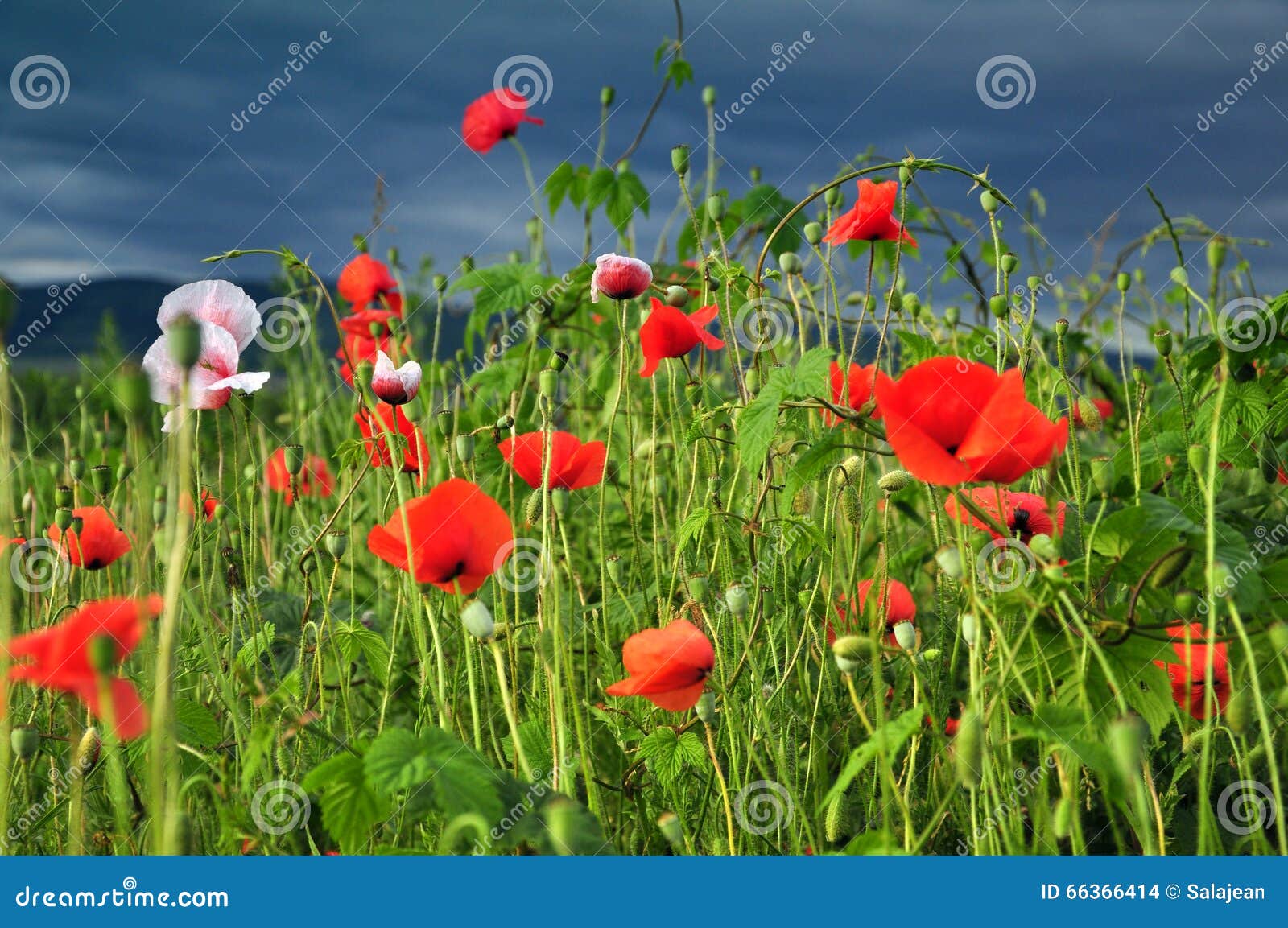 Poppy Flowers foto de stock. Imagem de fresco, flora - 66366414