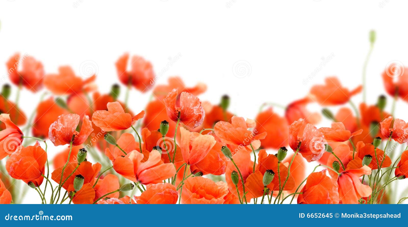 Poppy flowers stock image. Image of autumn, seasonal, flowers - 6652645