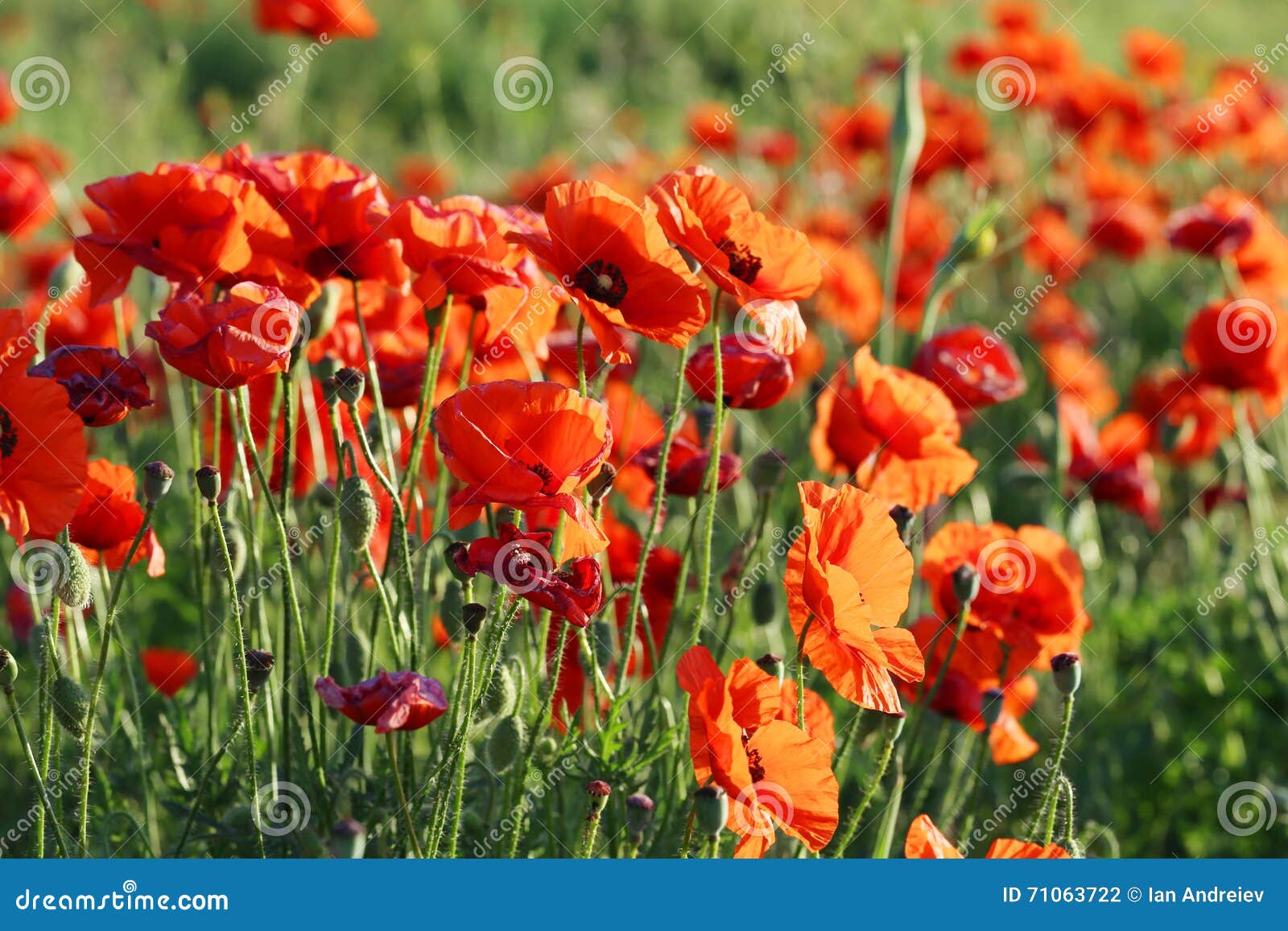 Poppy Flowers foto de stock. Imagem de paisagem, papoila - 71063722