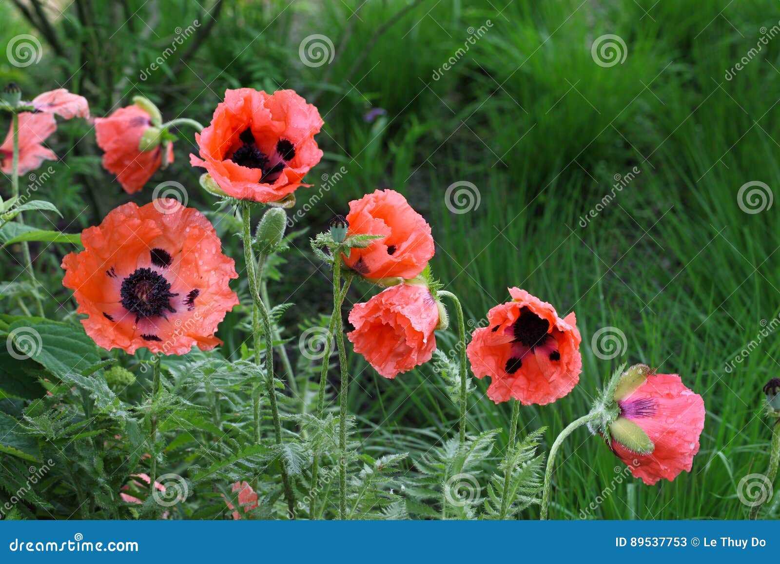 Poppy Flowers imagen de archivo. Imagen de fondo, herbario - 89537753