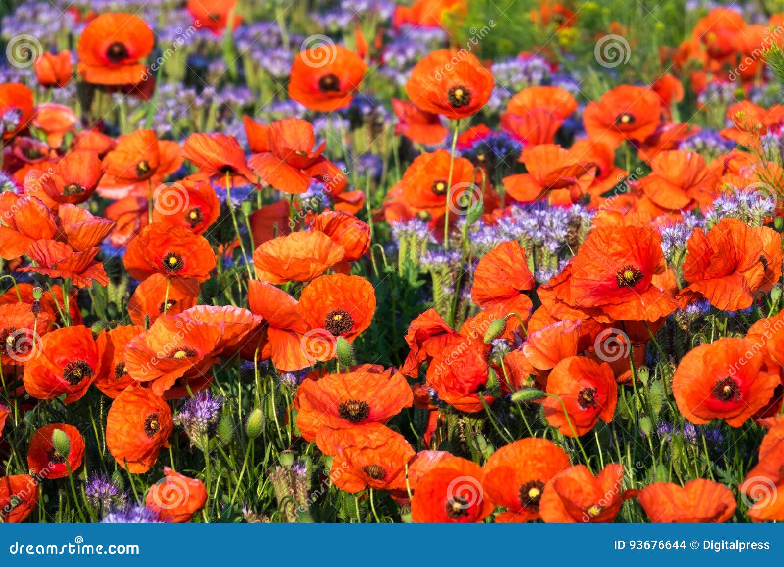 Poppy Flowers foto de archivo. Imagen de prado, templado - 93676644