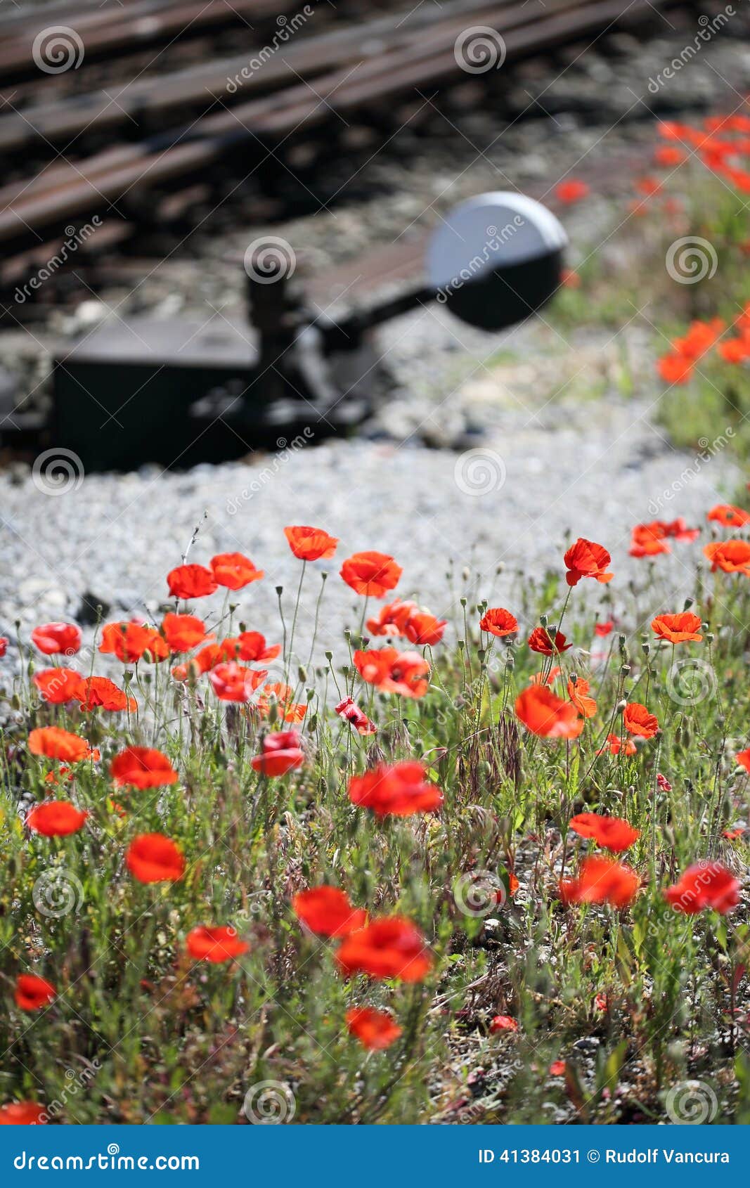 Poppy Flowers Along Railway Tracks Stock Image - Image of bank, poppies ...