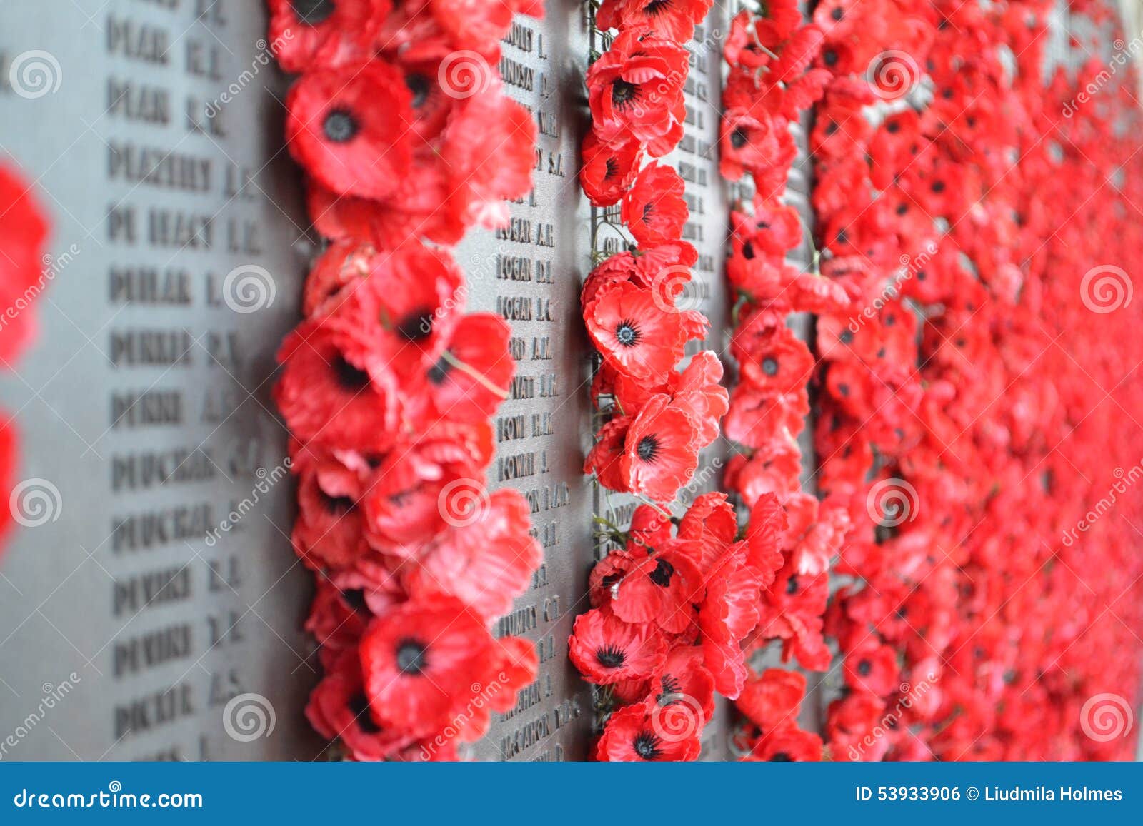 Poppy flowers editorial photo. Image of memory, tribute - 53933906