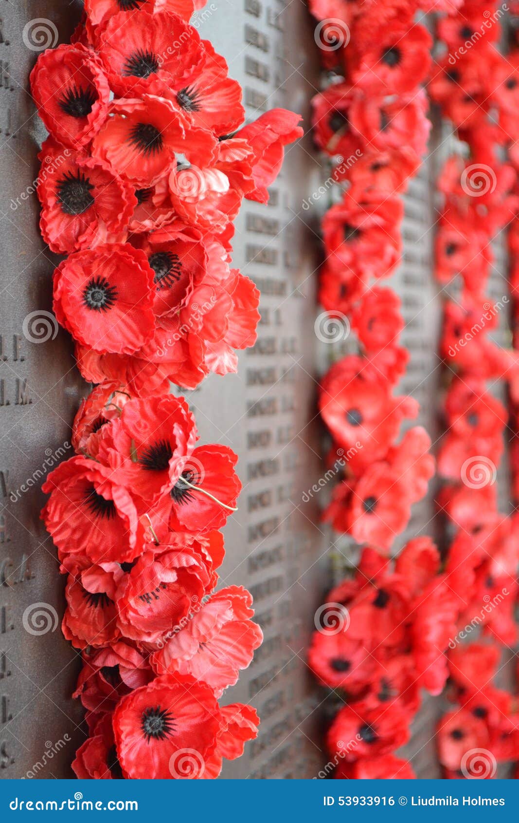Poppy flowers stock photo. Image of tribute, memorial - 53933916