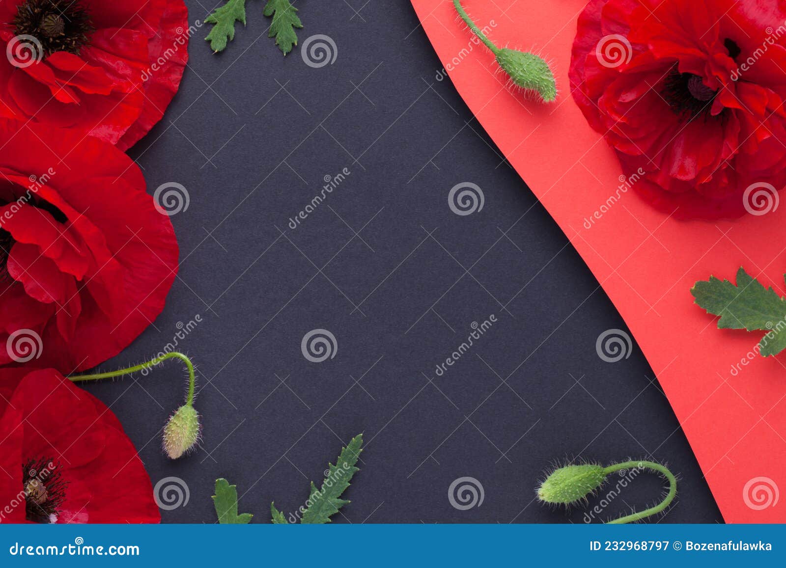 Poppy Flowers Composition on Dark Paper Background Stock Image - Image ...