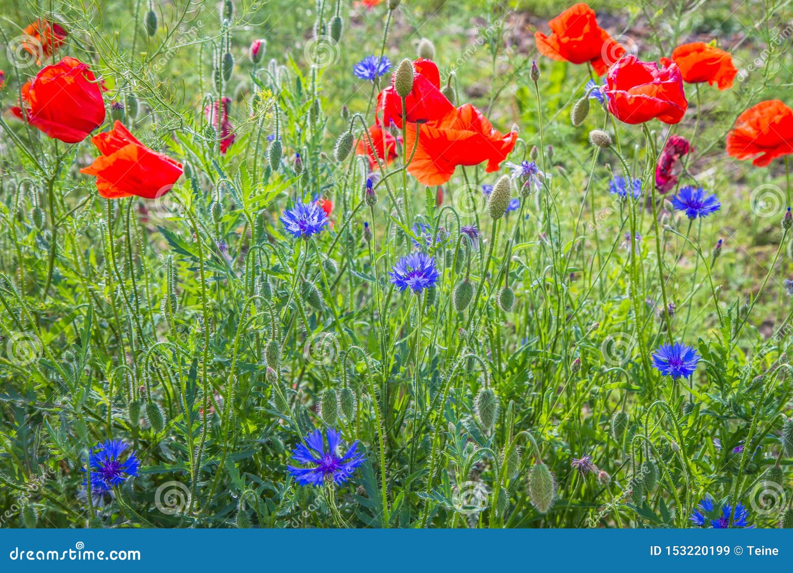 Poppy Flowers and Cornflowers Stock Image - Image of grain, beauty ...