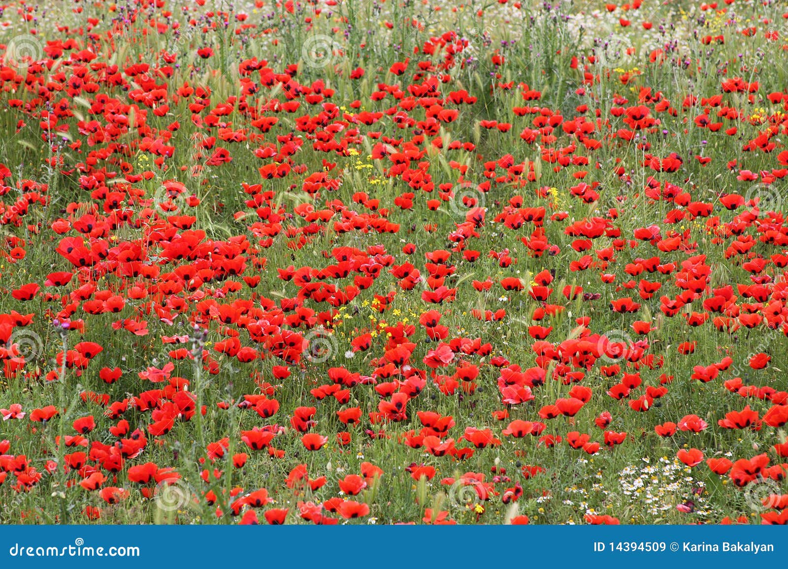 Poppy flowers in the field stock image. Image of luminescent - 14394509
