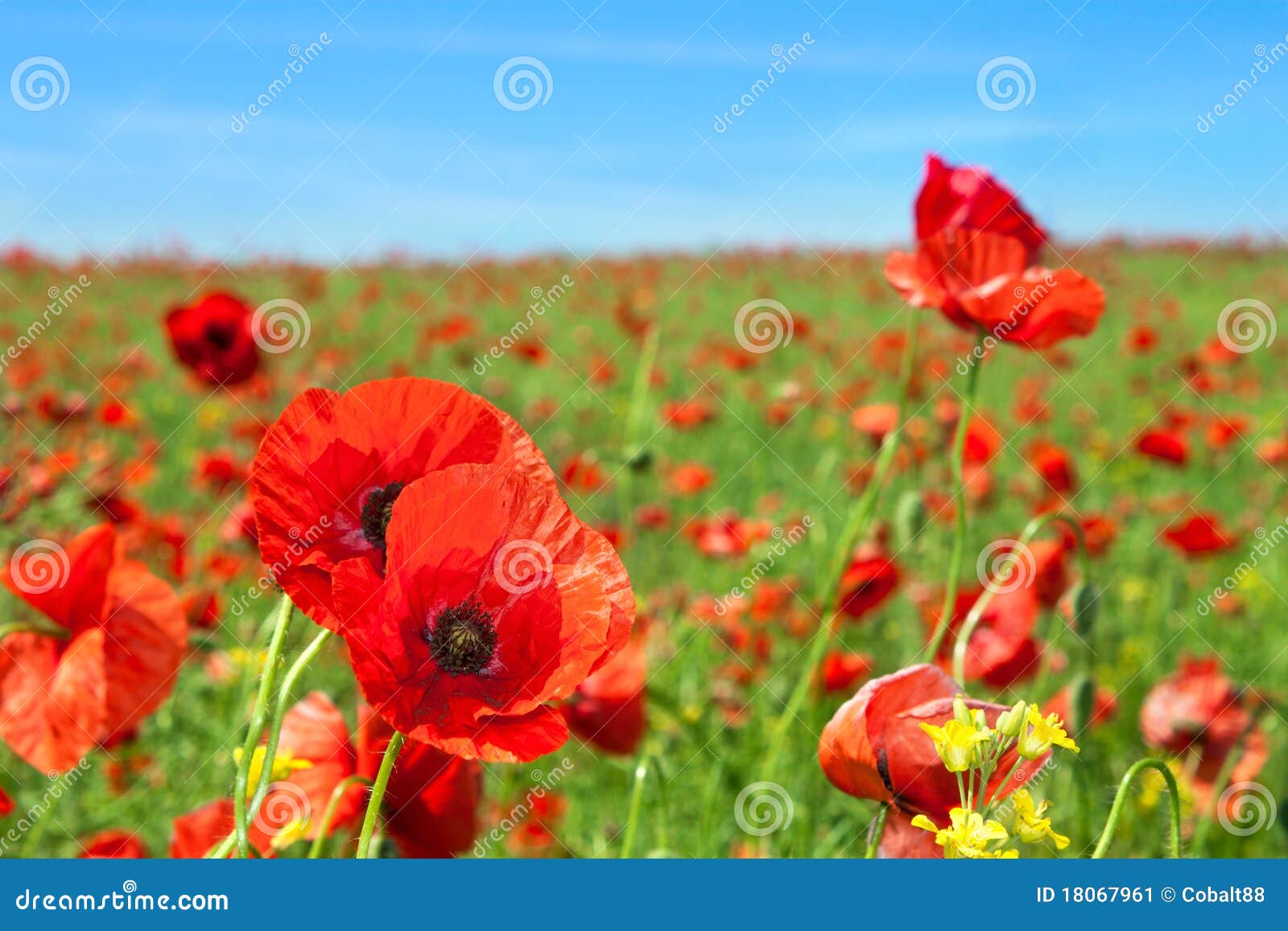 Poppy flowers field stock image. Image of endless, poland - 18067961