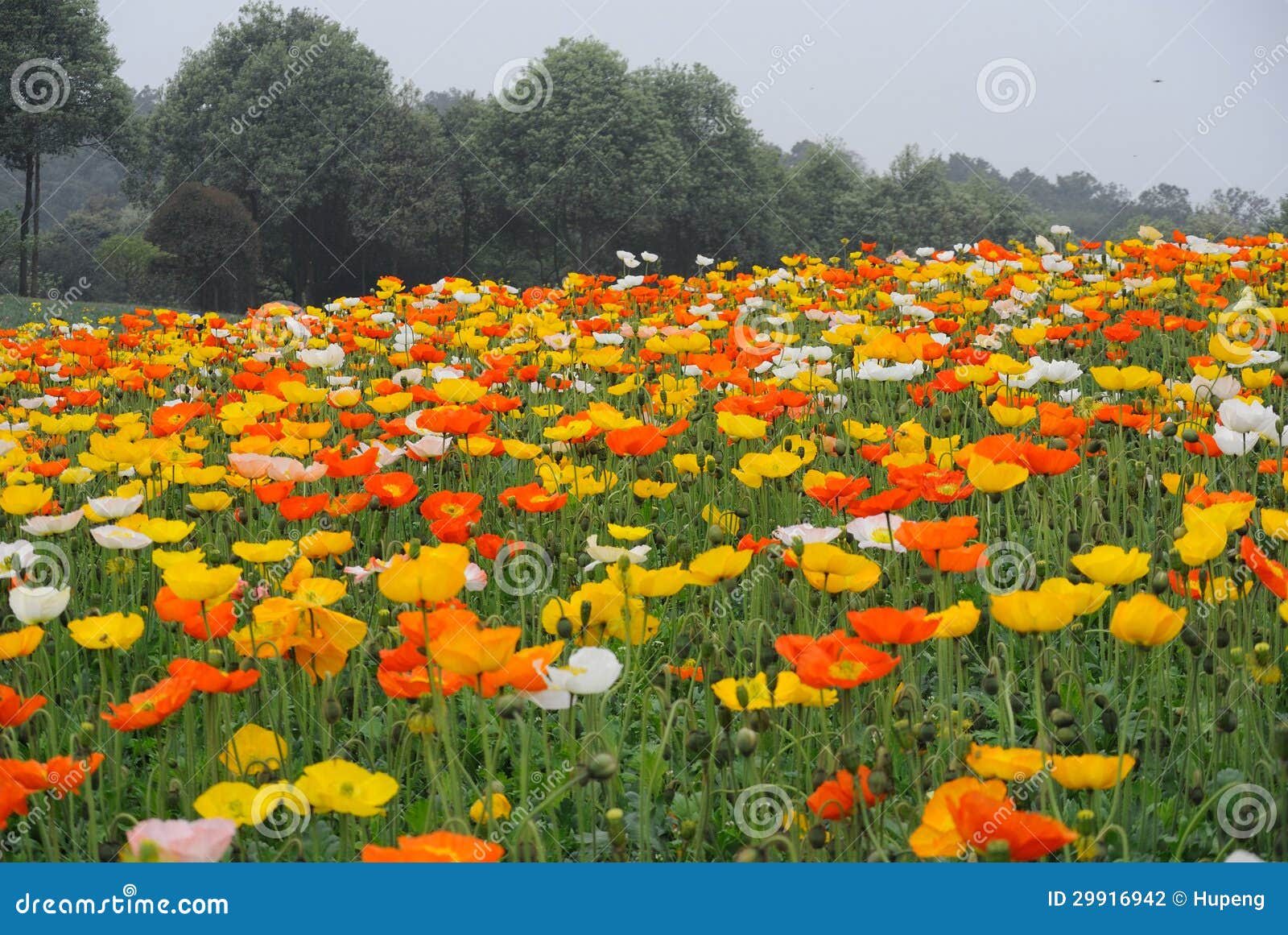 Poppy flowers with tree stock photo. Image of color, decoration - 29916942