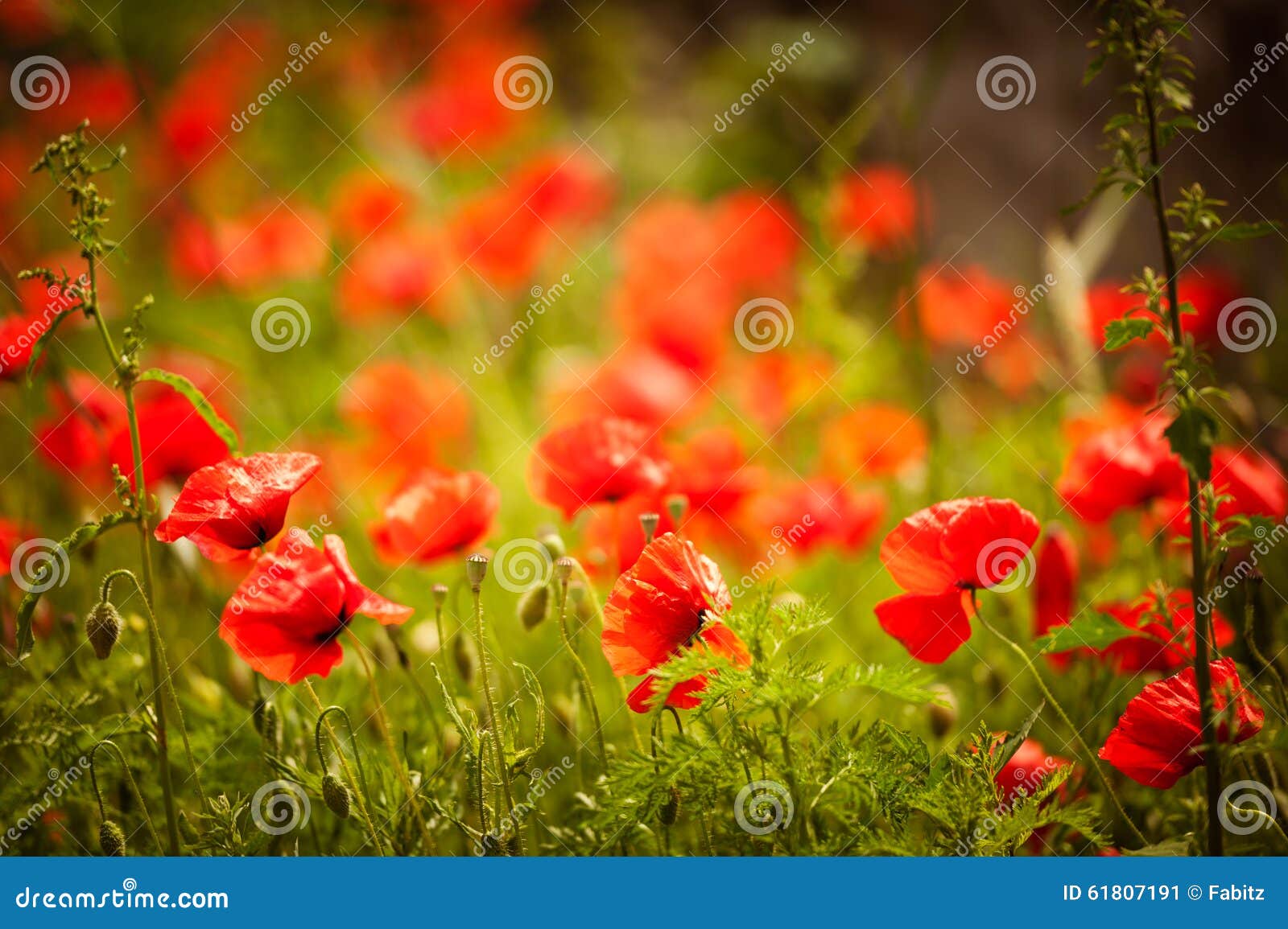 Poppy flowers field stock image. Image of petal, group - 61807191