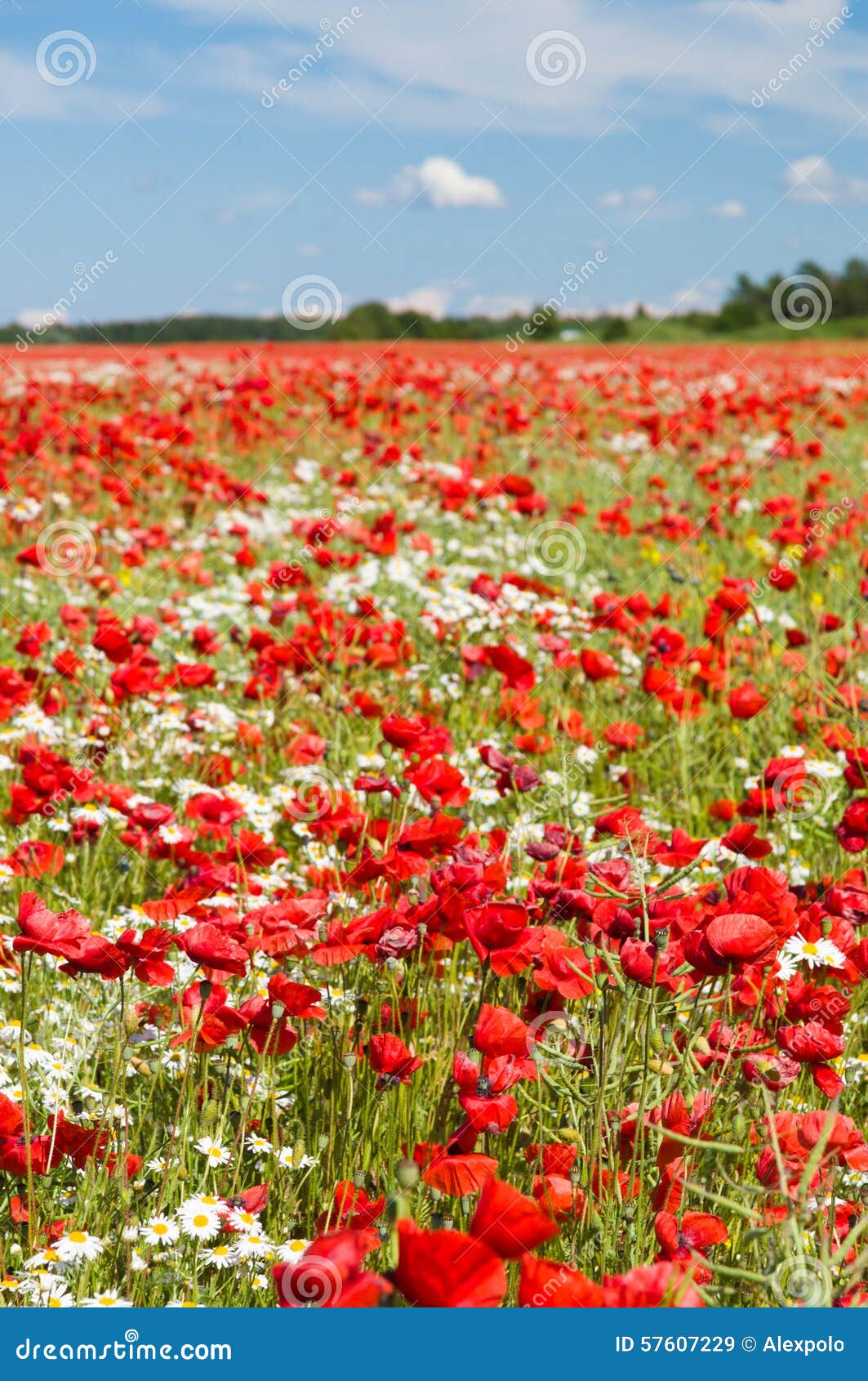 Poppy flowers field stock image. Image of clouds, flowers - 57607229