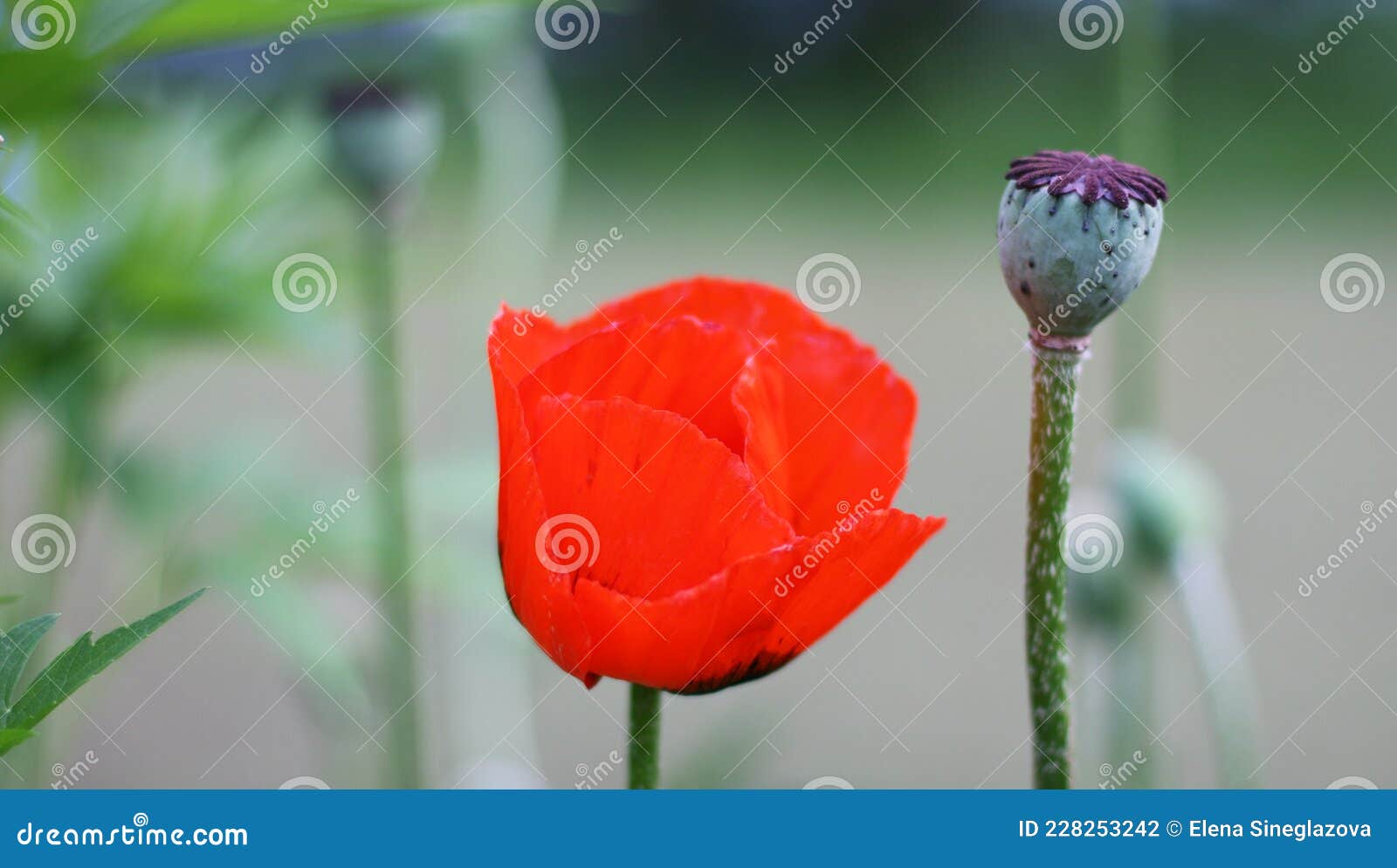 Poppy Flowers on Green Background. Nice Background with Flowers Stock ...