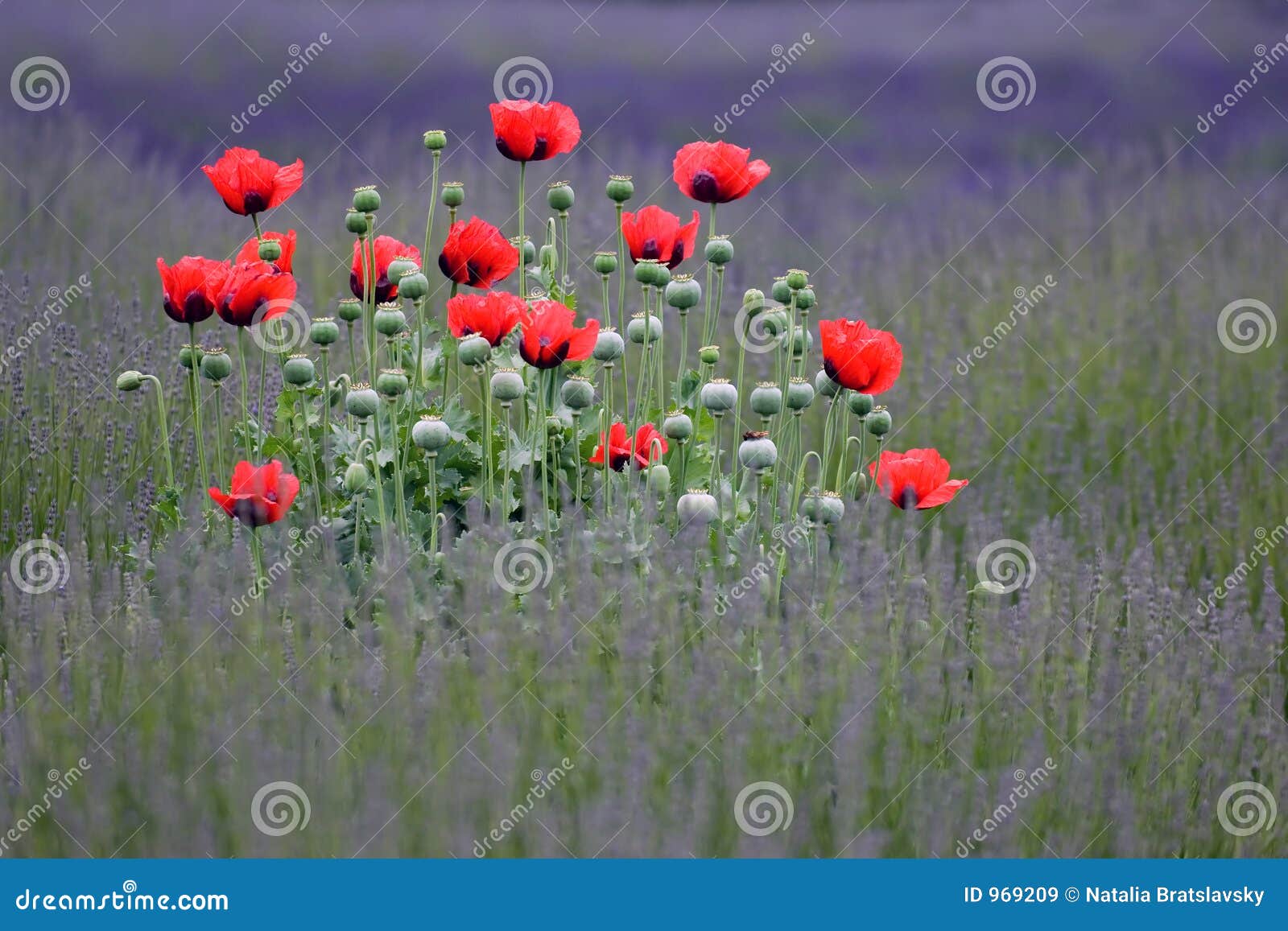 Poppy flowers island stock image. Image of land, perfume - 969209