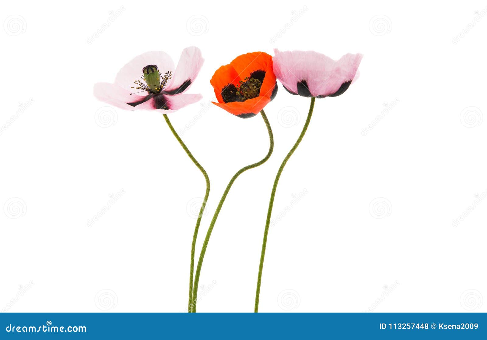 Poppy Flowers Isolated foto de archivo. Imagen de flor - 113257448