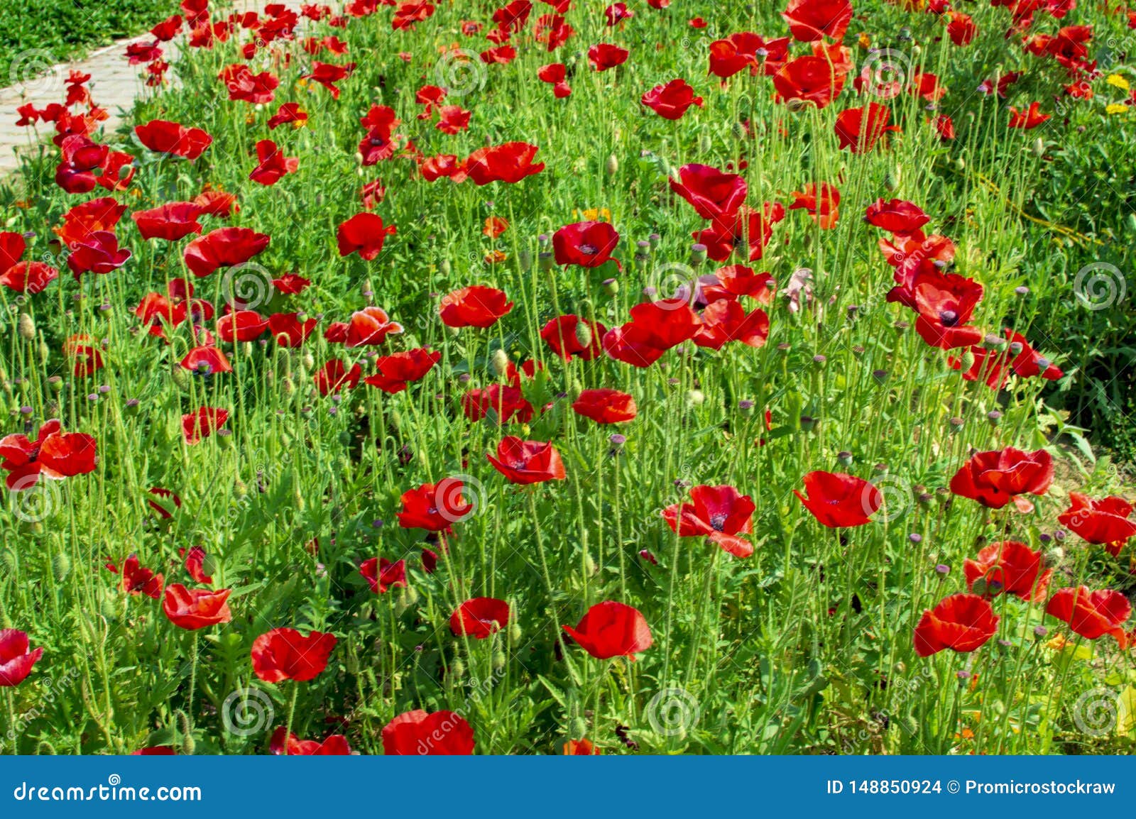 Poppy Flowers and Its Rows on the Sides Stock Photo - Image of green ...