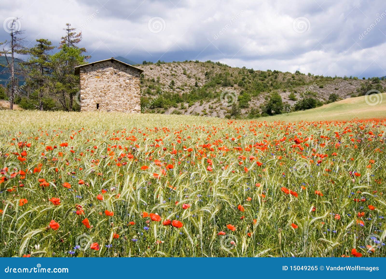 Poppy flowers landscape stock image. Image of agriculture - 15049265