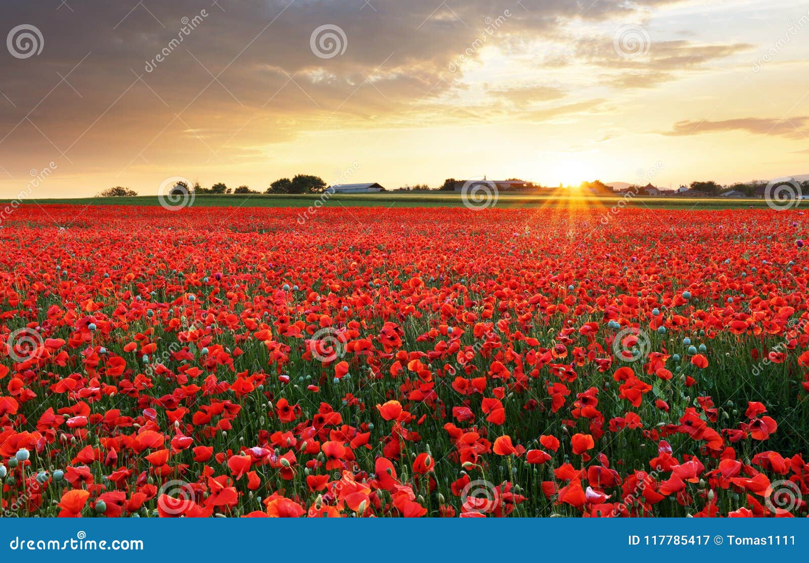Poppy Flowers Meadow and Nice Sunset Scene Stock Image - Image of blue ...