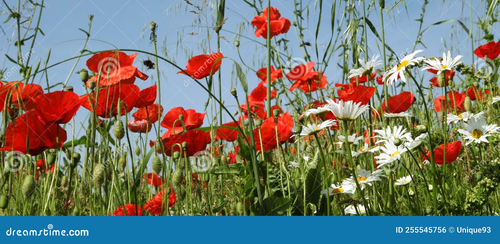 Poppy Flowers in a Meadow in Spring Stock Photo - Image of leaf ...