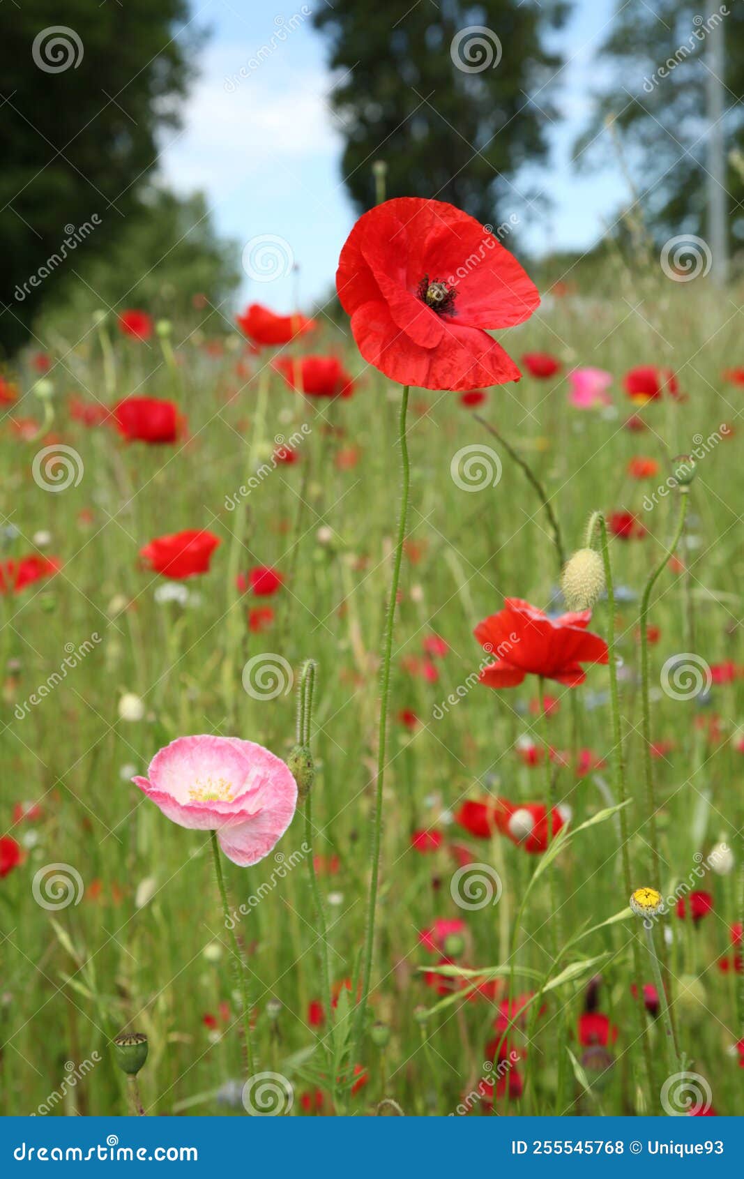 Poppy Flowers in a Meadow in Spring Stock Photo - Image of vegetable ...