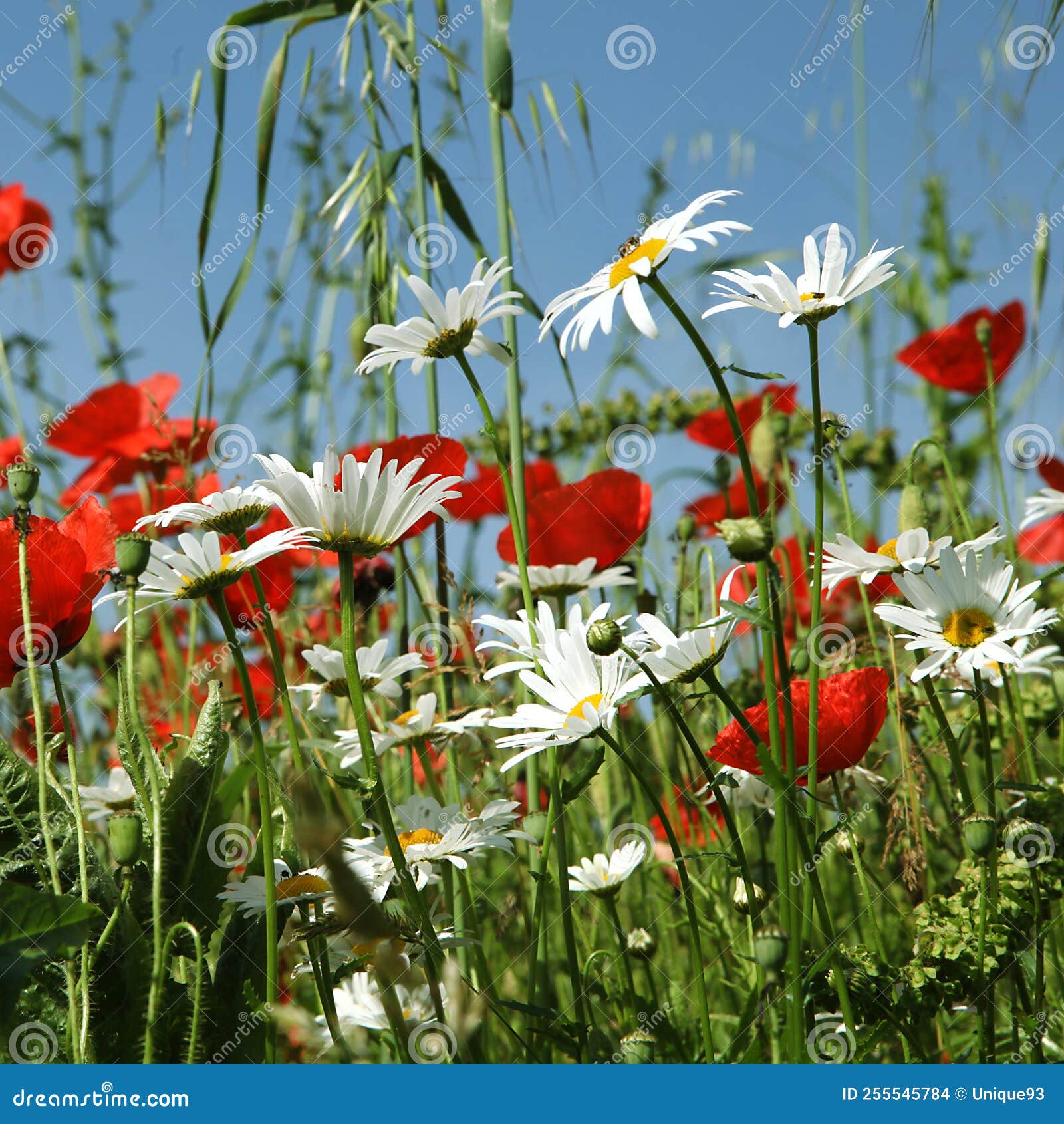 Poppy Flowers in a Meadow in Spring Stock Photo - Image of herbal ...