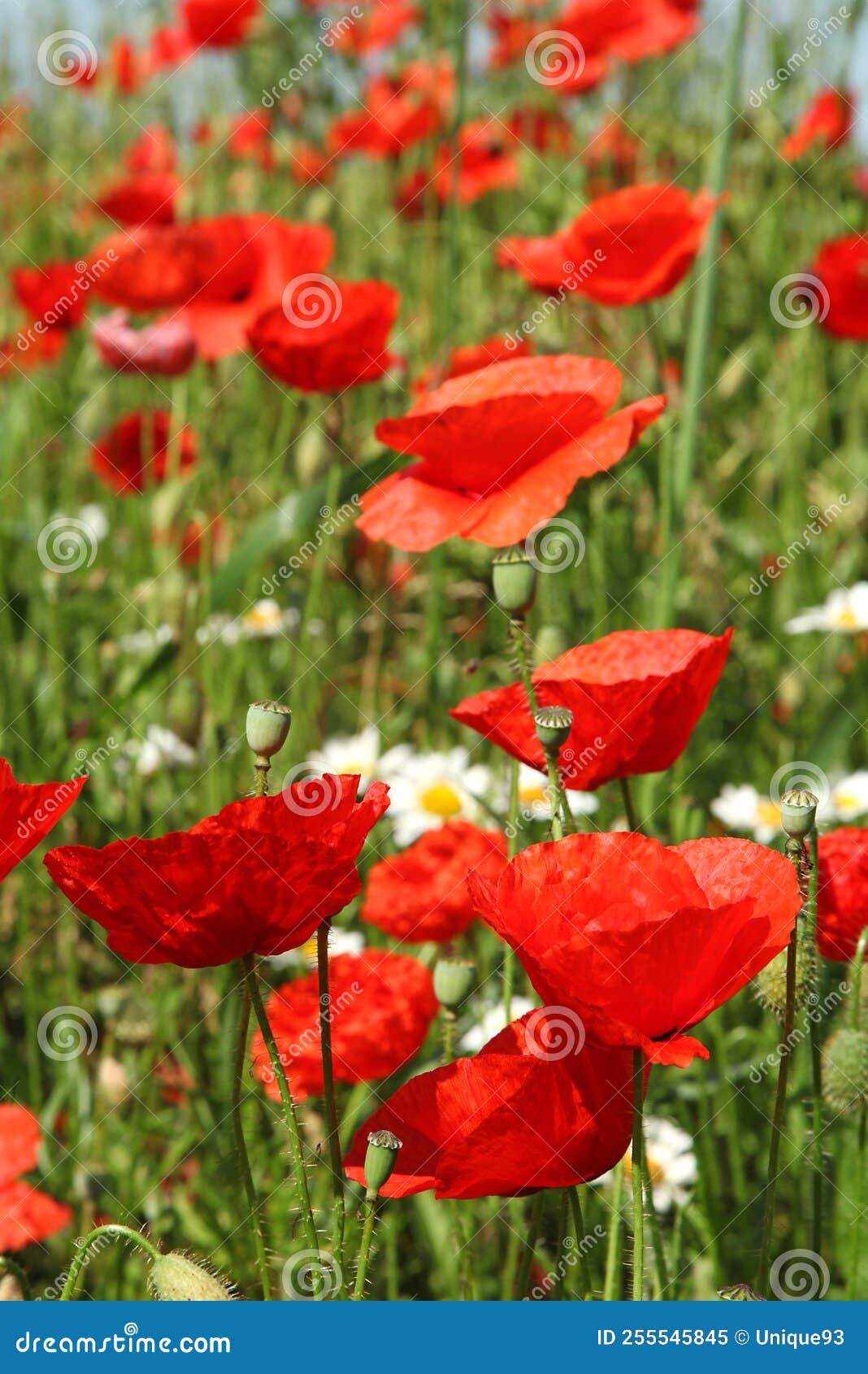 Poppy Flowers in a Meadow in Spring Stock Image - Image of grass ...