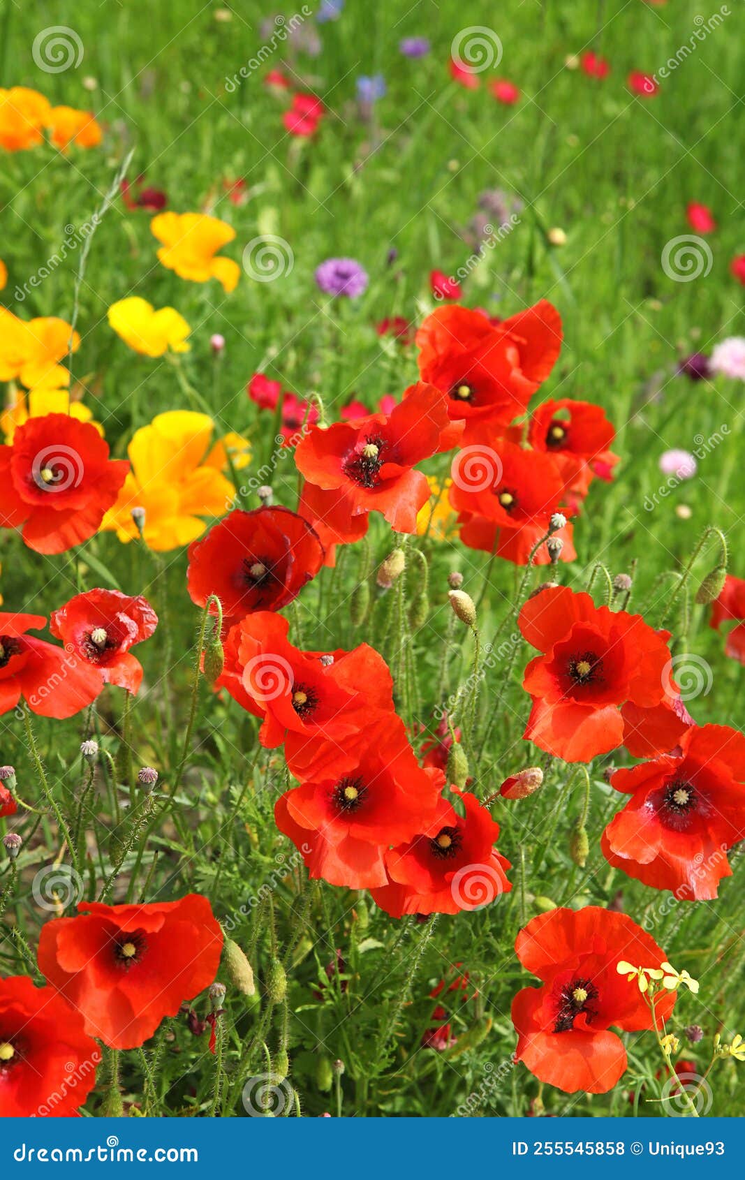 Poppy Flowers in a Meadow in Spring Stock Photo - Image of field ...