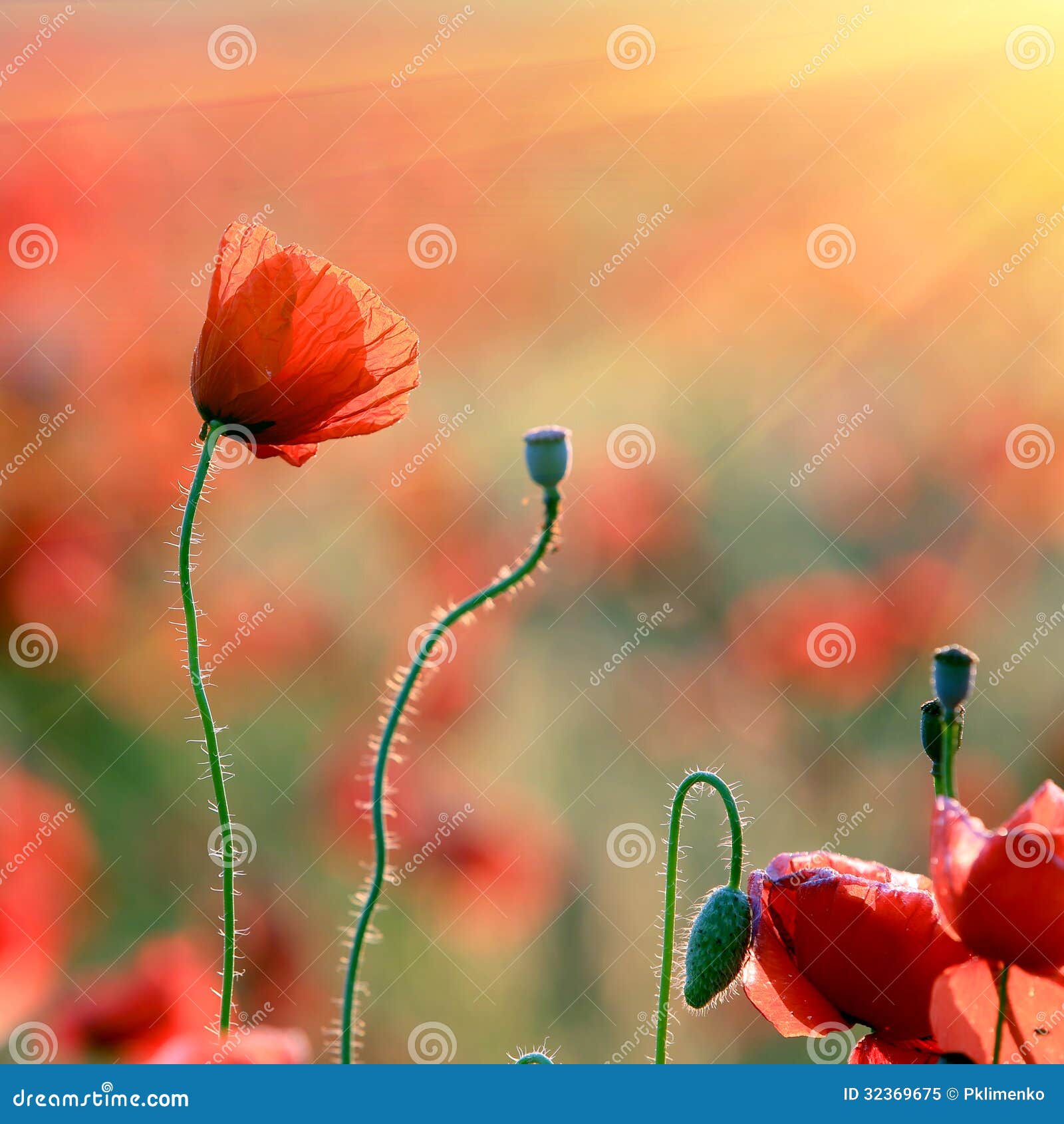 Poppy flowers stock image. Image of nature, landscape - 32369675