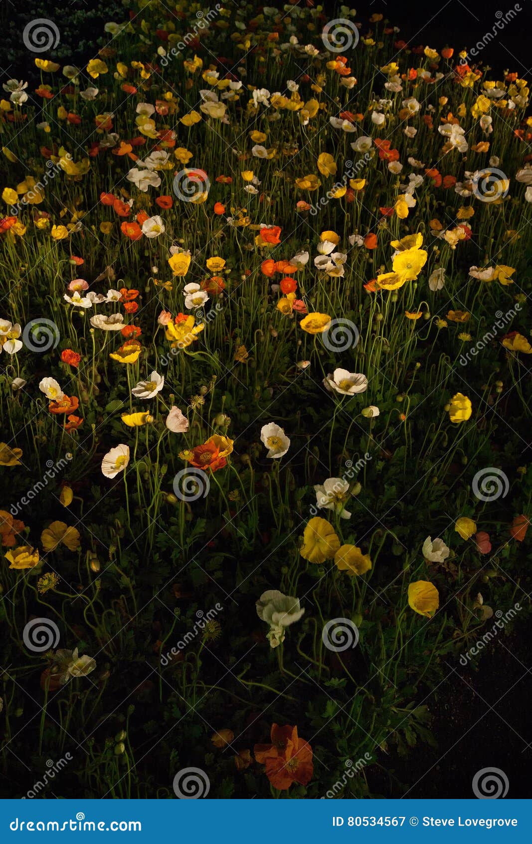 Poppy Flowers at night stock image. Image of canberra - 80534567