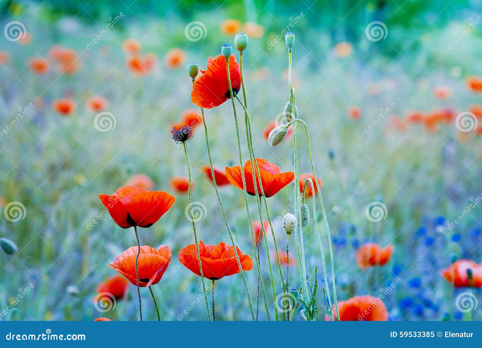 Poppy Flowers. Shallow Depth of Field Stock Image - Image of herbs ...