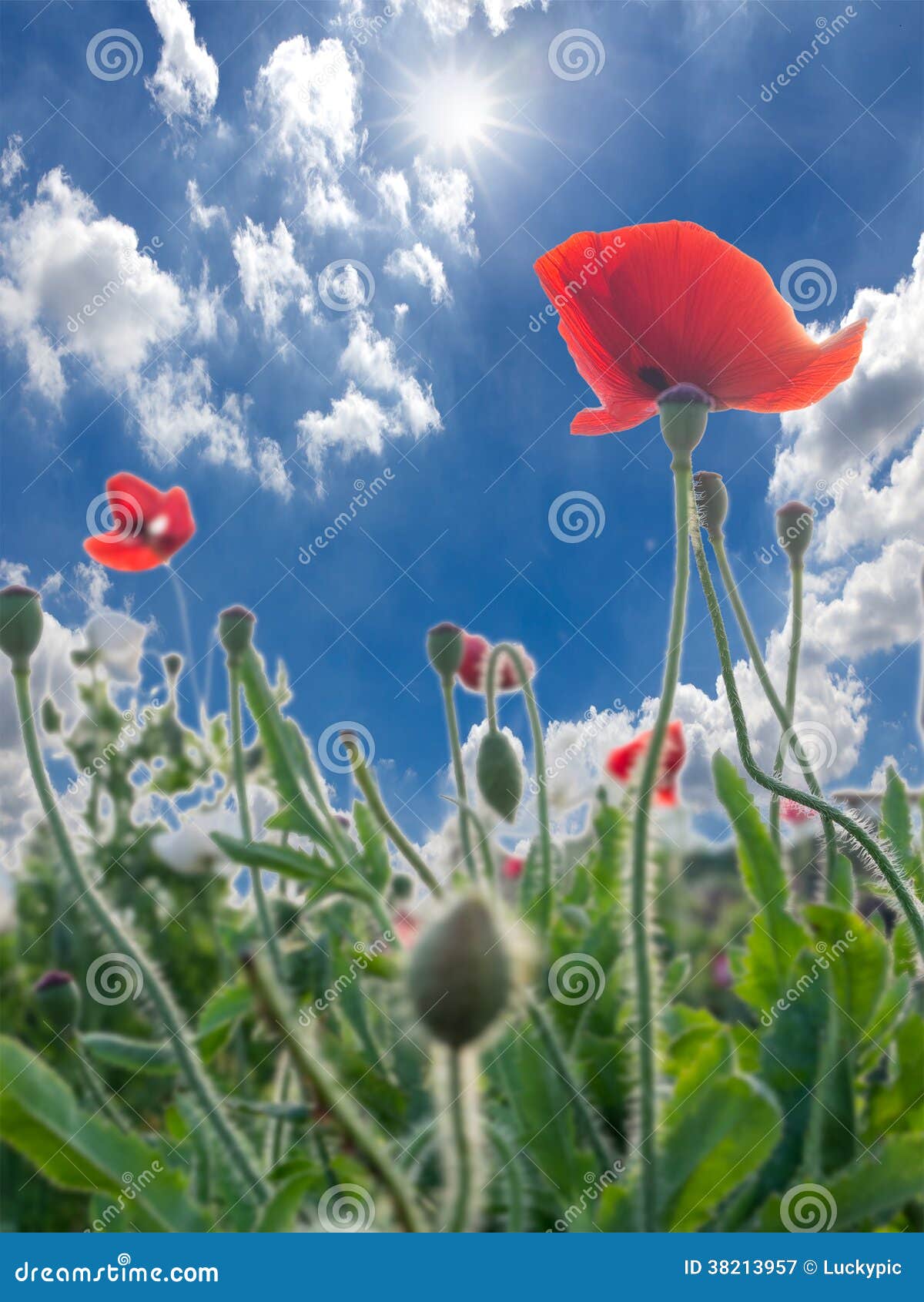 Poppy Flowers in Spring stock image. Image of plants - 38213957