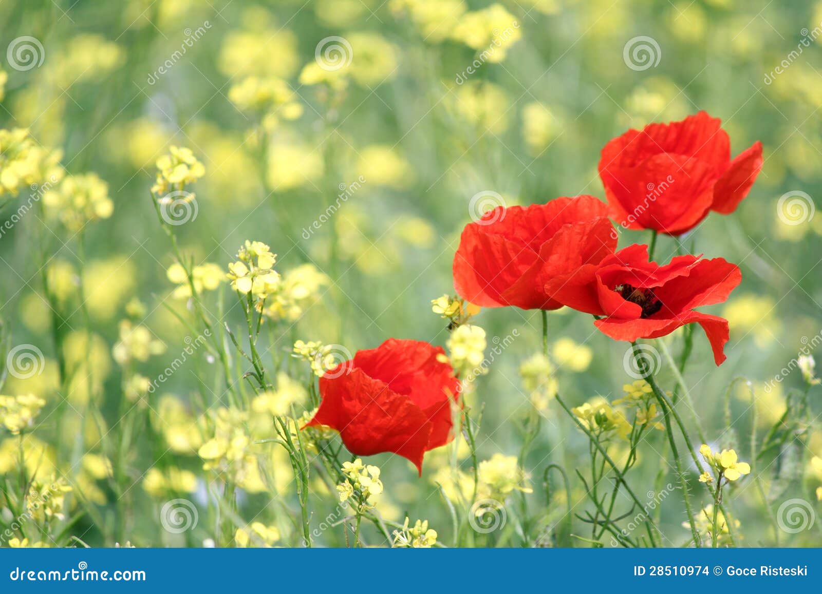 Poppy flowers spring scene stock photo. Image of herb - 28510974