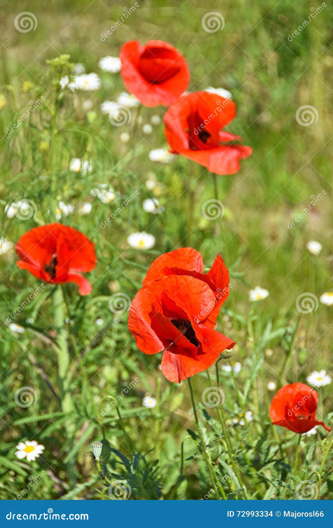 Poppy flowers in spring stock photo. Image of field, nature - 72993334