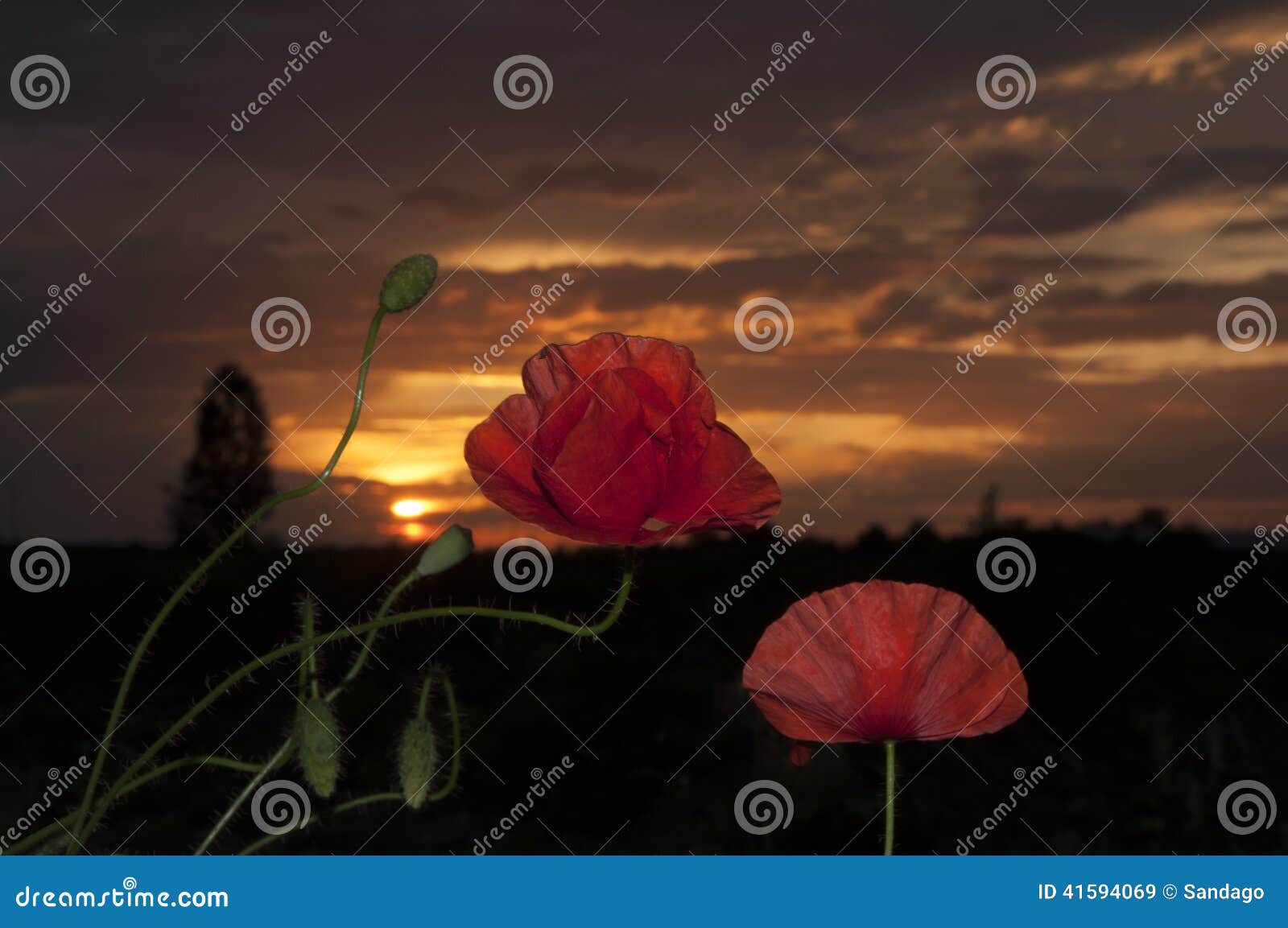 Poppy flowers at sunset stock image. Image of beauty - 41594069