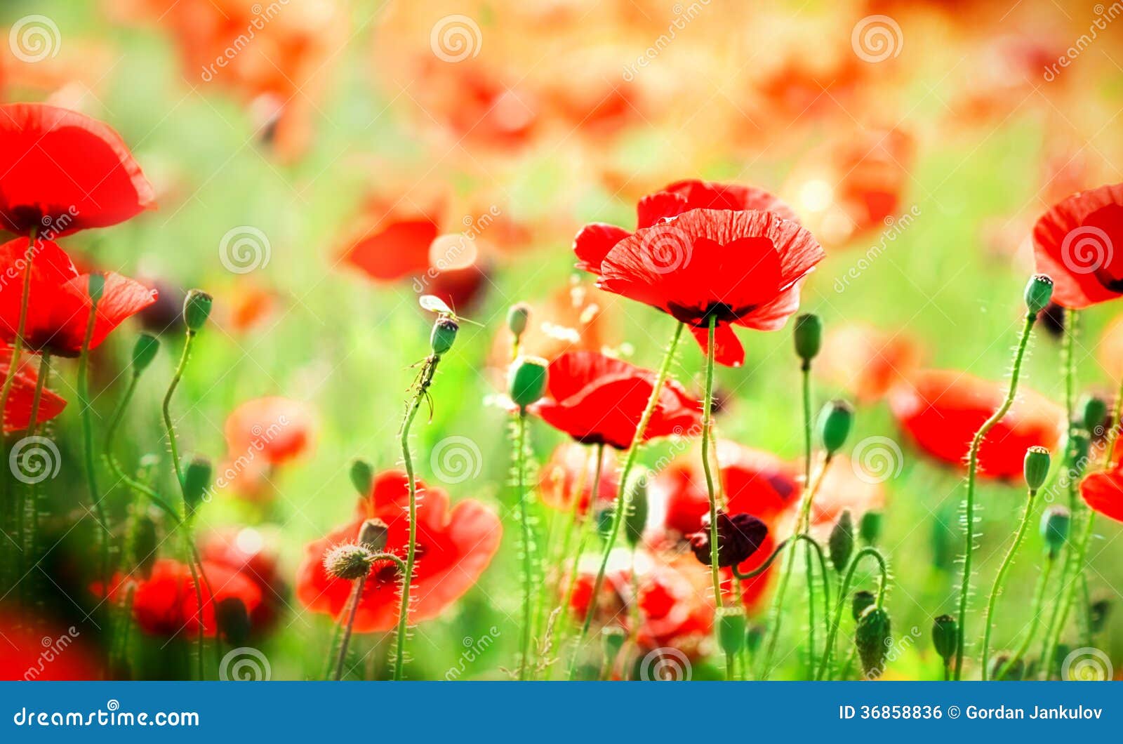 Poppy flowers stock photo. Image of blossom, freshness - 36858836