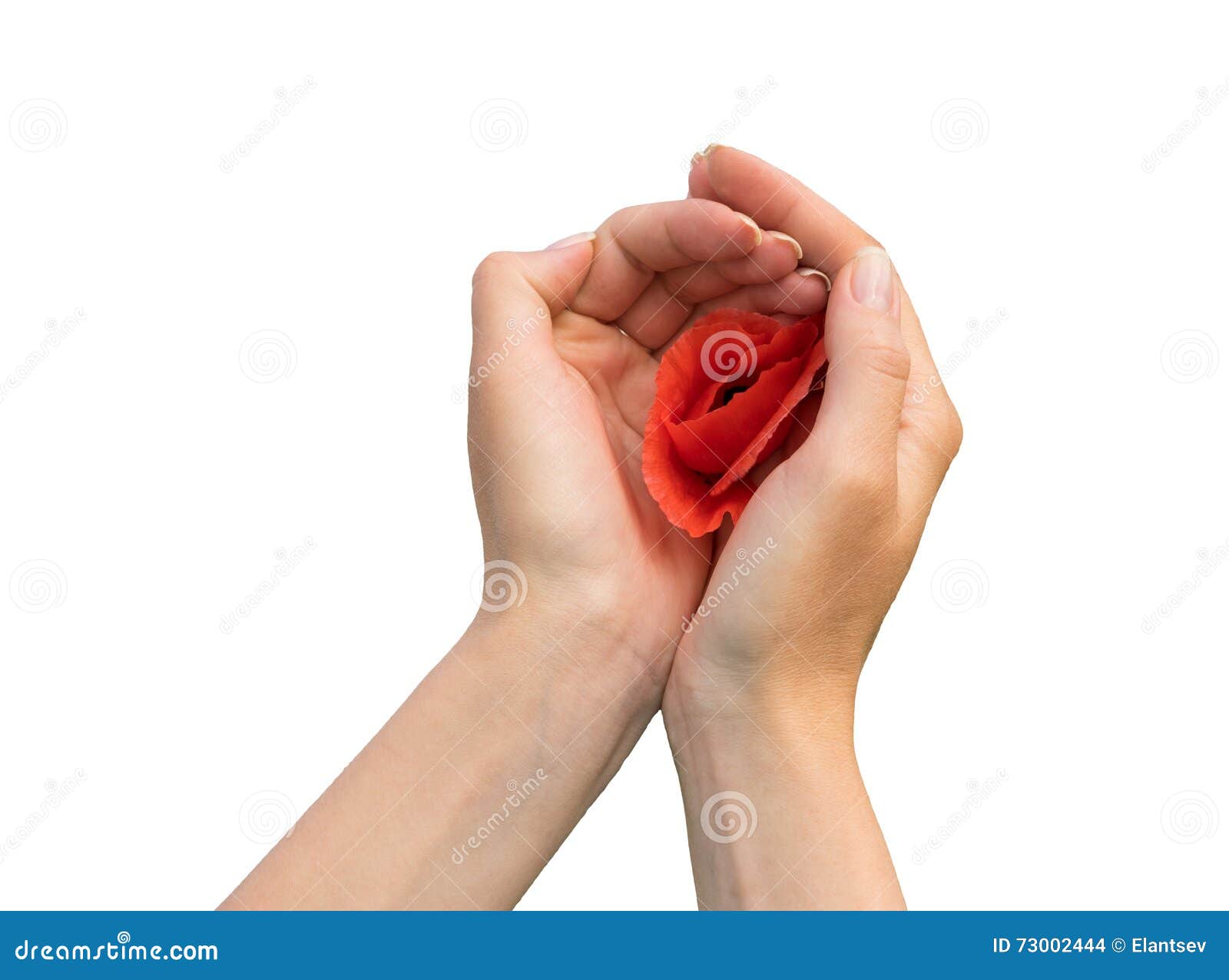 Poppy in Girls Hands on White Background. Front View Stock Photo ...