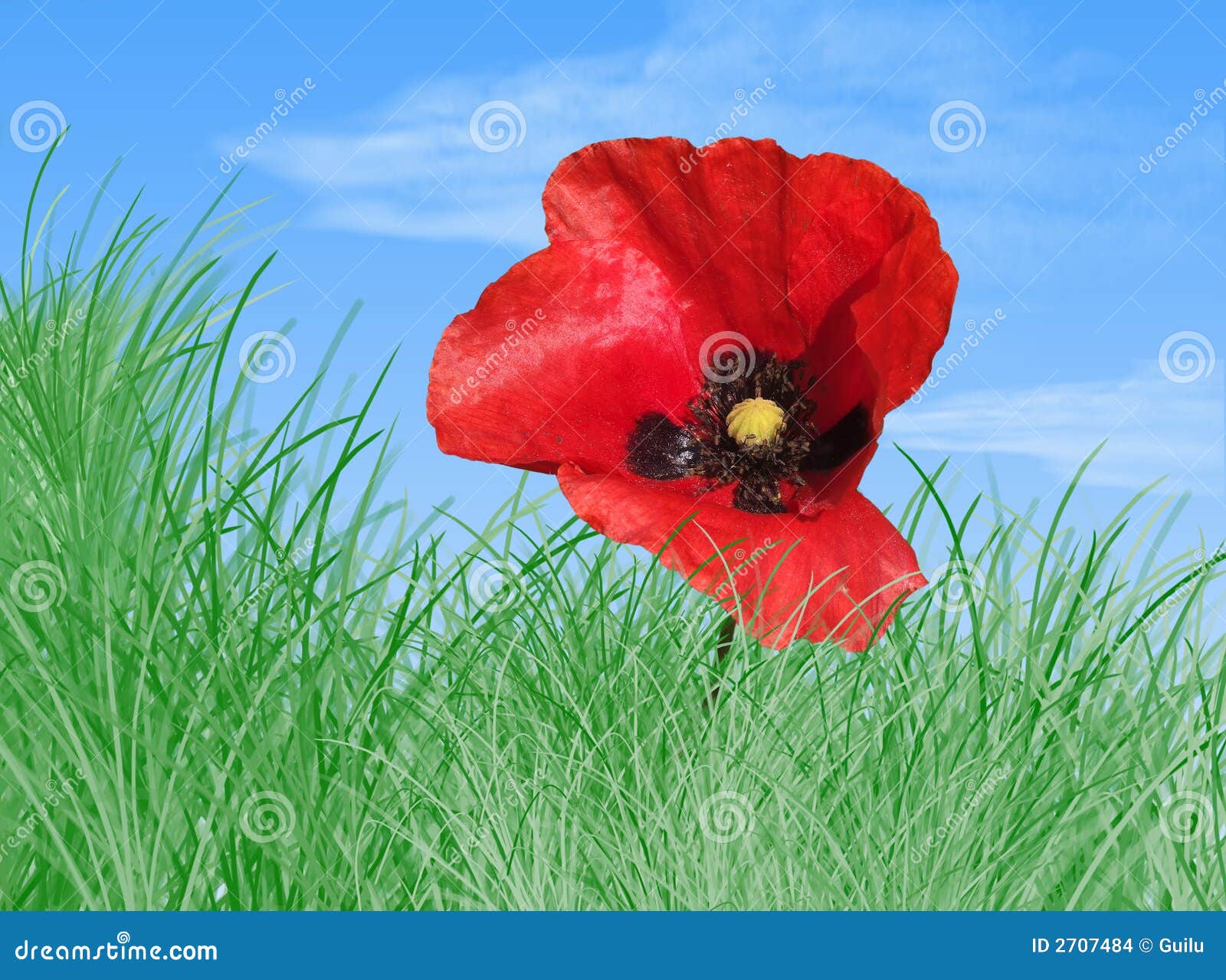 Poppy in the grass stock photo. Image of landscape, pistils - 2707484