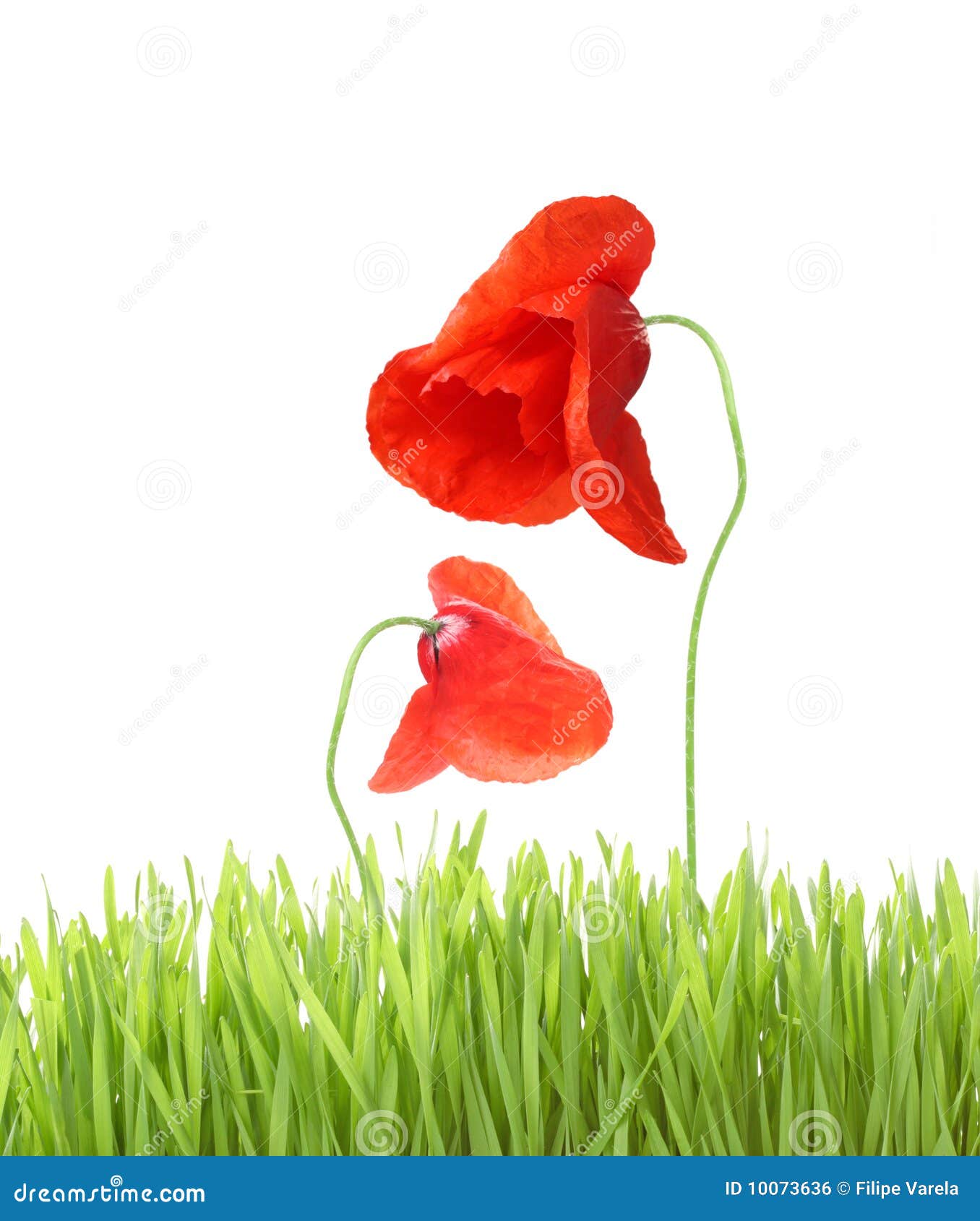 Poppy with grass isolated stock photo. Image of color - 10073636
