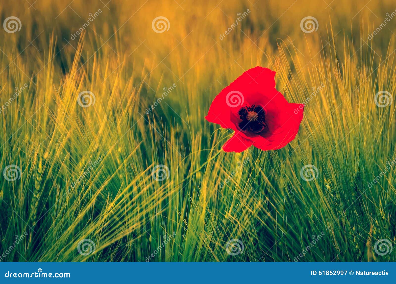 Poppy in grass. stock image. Image of poppy, grass, green - 61862997