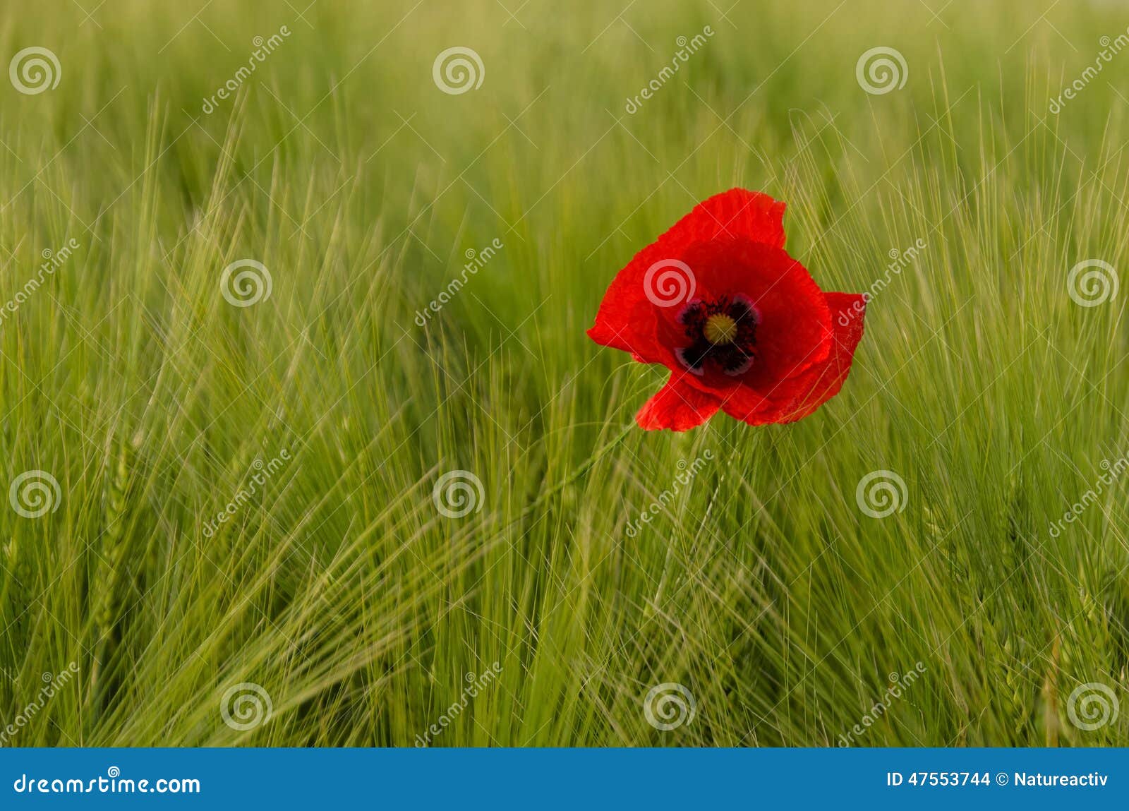 Poppy in grass stock photo. Image of poppy, careal, grass - 47553744