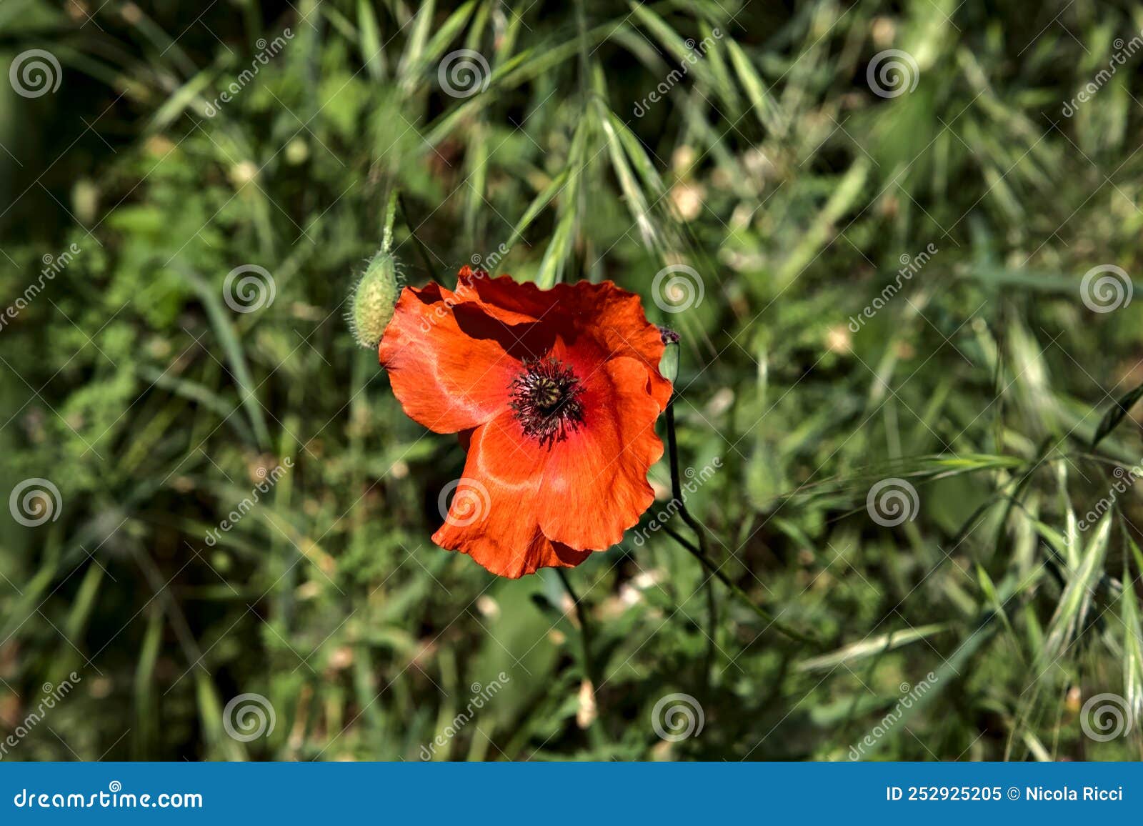 Poppy in the Grass Seen Up Close Stock Image - Image of floral, light ...